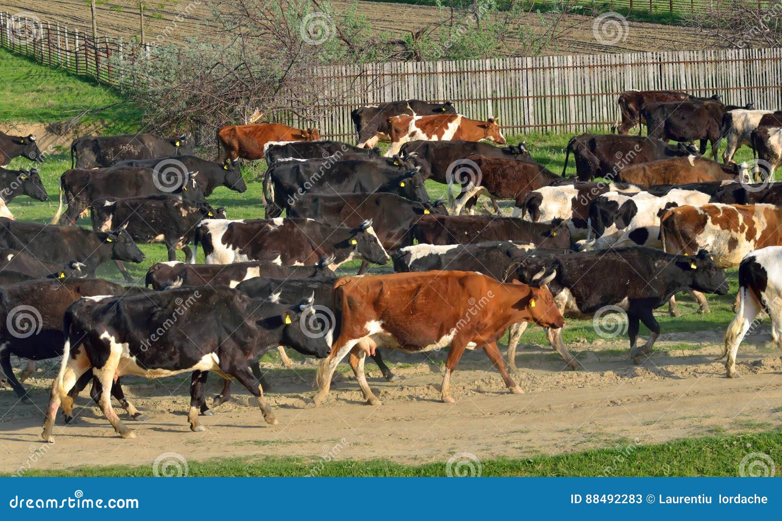 Cows going home stock image. Image of cultivated, meadow - 88492283