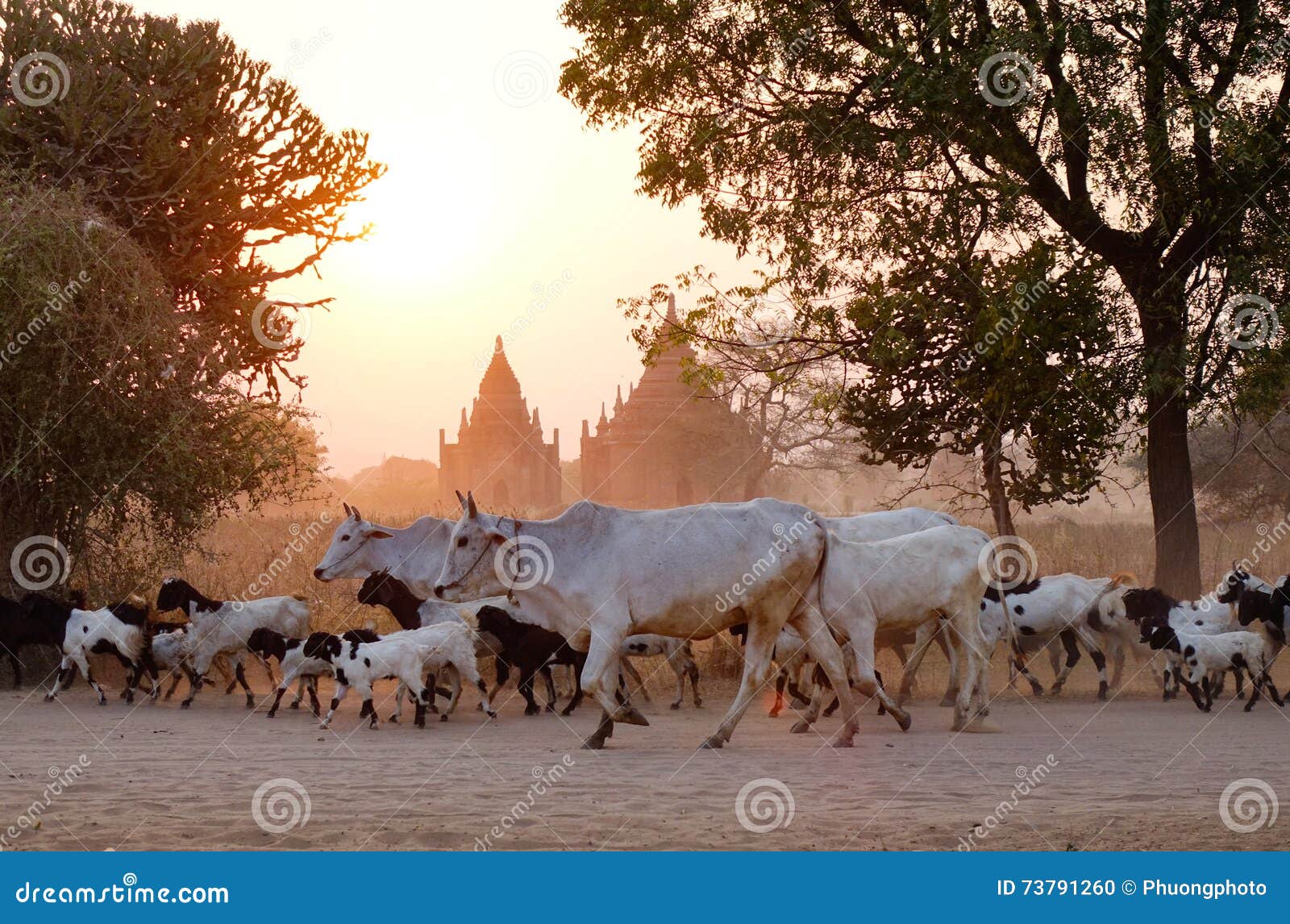 Cows Going Home at Sunset in Bagan, Myanmar Stock Photo - Image of view ...