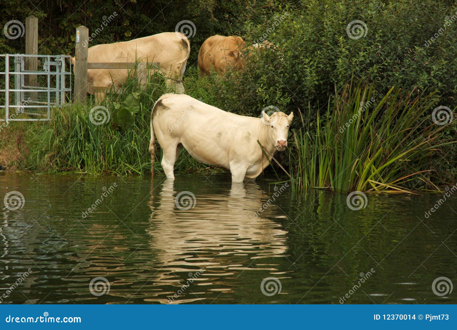 Cows Going for a Paddle 2 stock photo. Image of paddle - 12370014