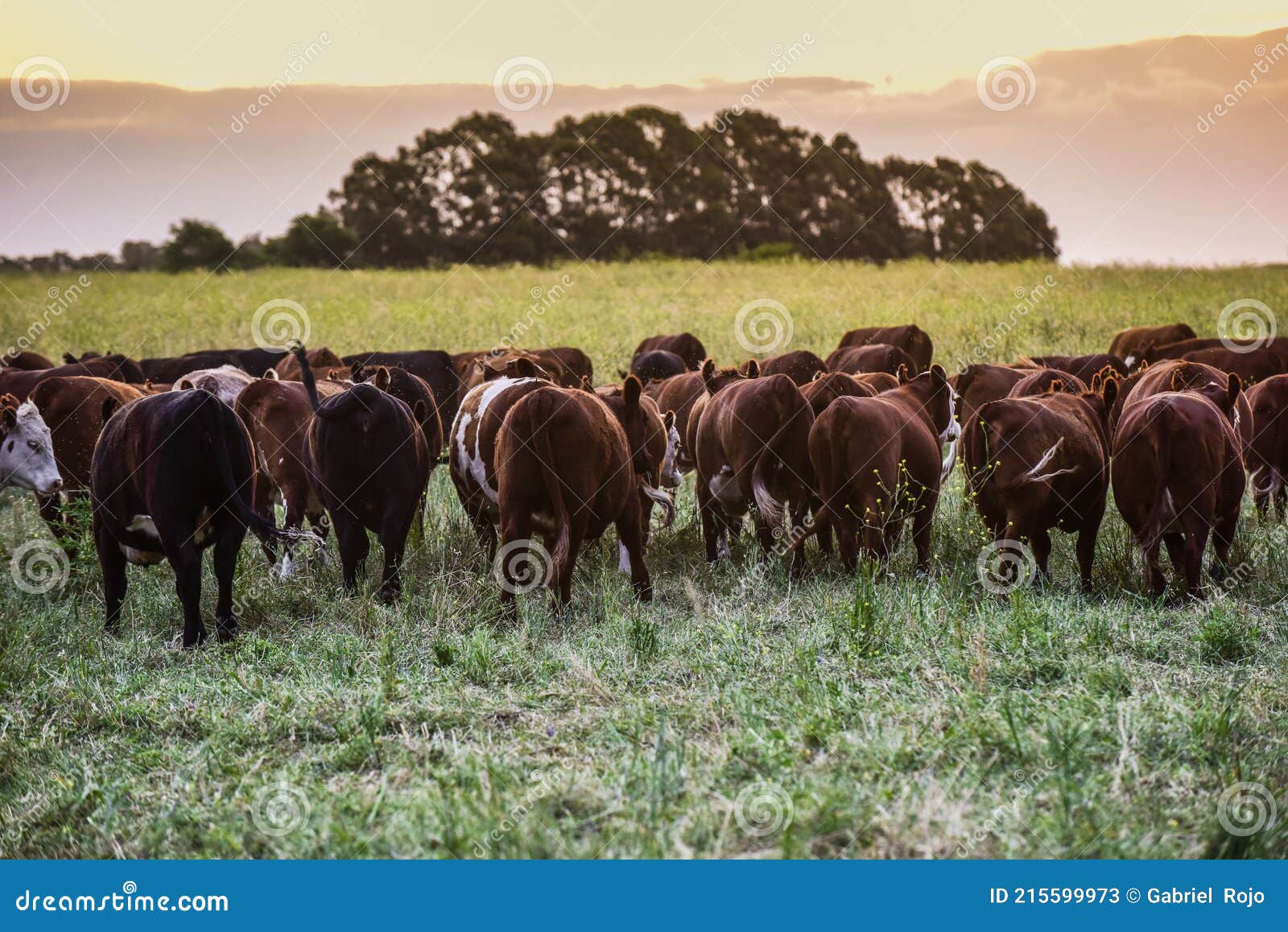Row Of Cows Going To Be Milked, Tractor Drives Behind Cows Walking ...
