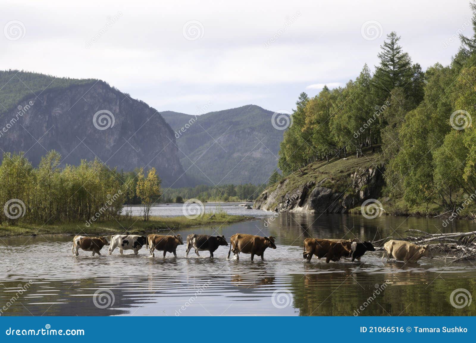 Cows gor across river stock photo. Image of landscape - 21066516
