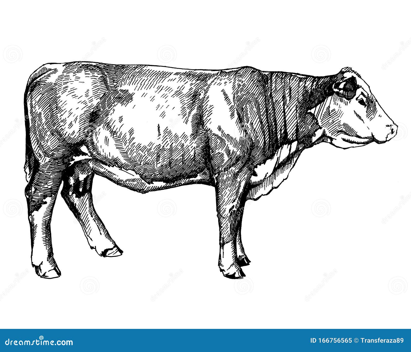 Cows Graphics Illustration Farm Animals Hereford Calf Royalty-Free ...