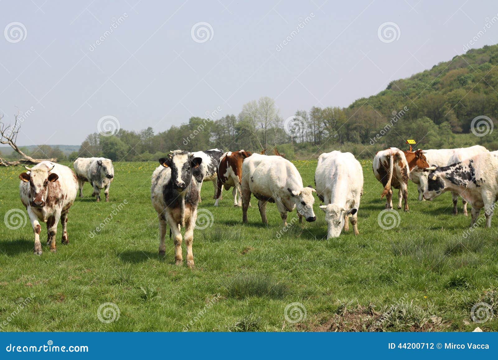 Cows on the grass stock photo. Image of mammal, lots - 44200712
