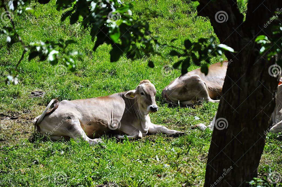 Cows in the grass stock image. Image of green, mammal - 344087287