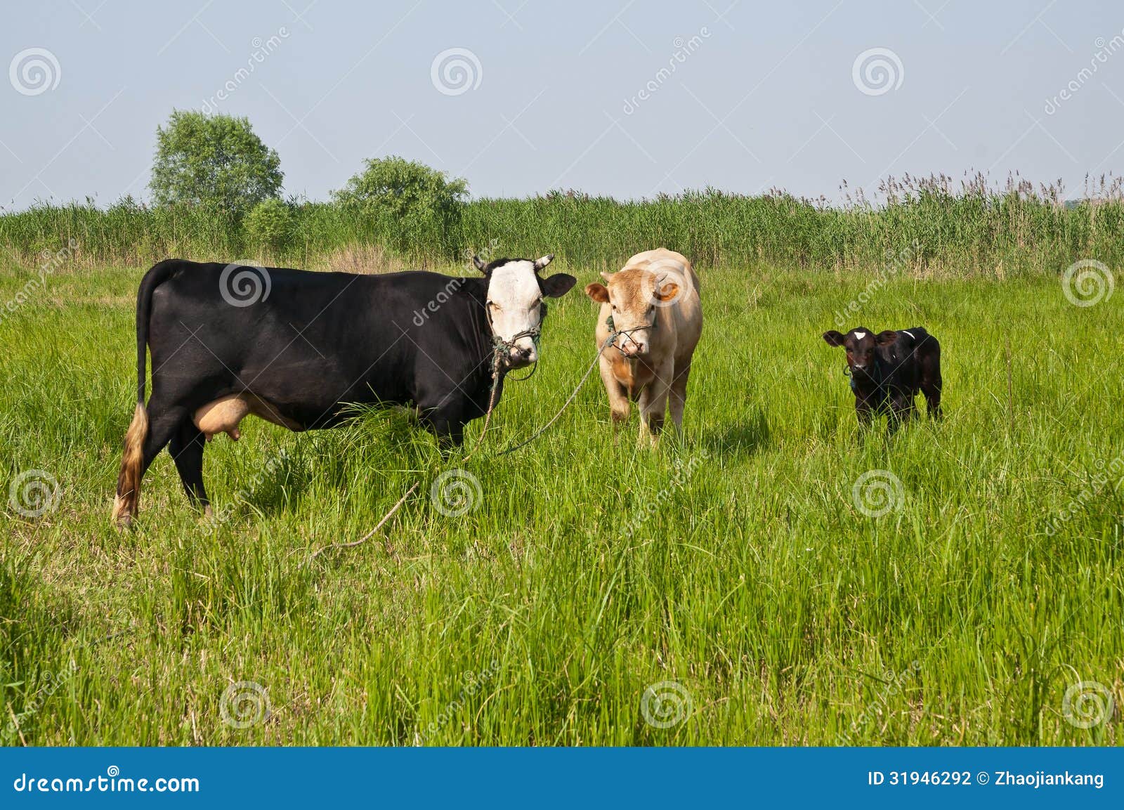 Cows, grass stock photo. Image of herd, nature, park - 31946292