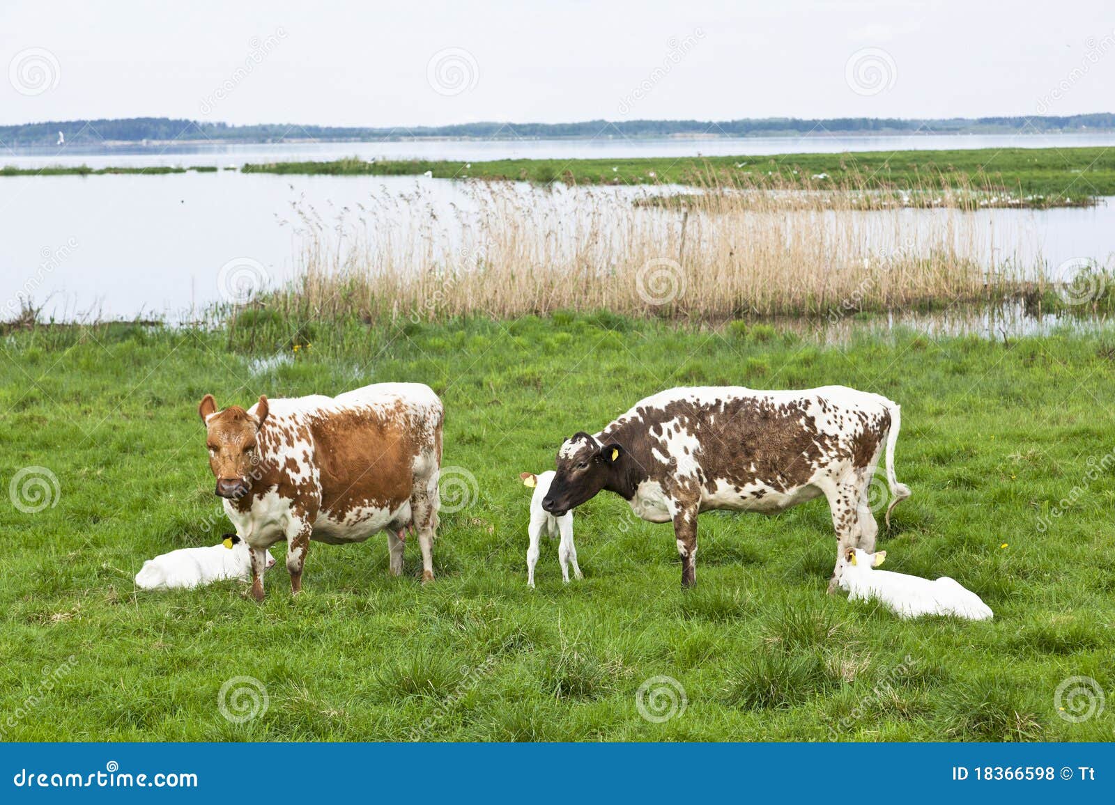 Cows graze stock photo. Image of land, country, agriculture - 18366598