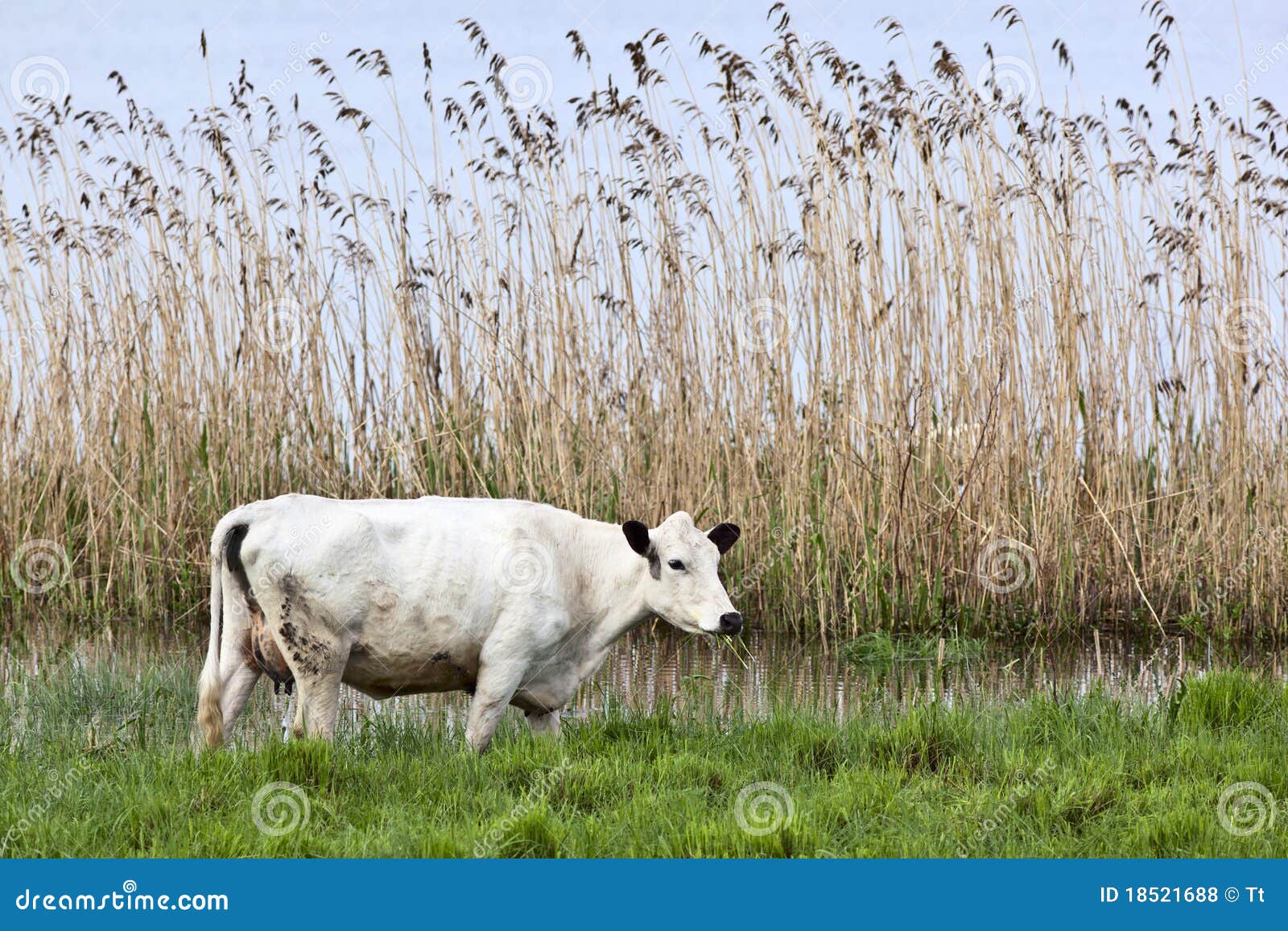 Cows graze stock photo. Image of country, land, landscape - 18521688