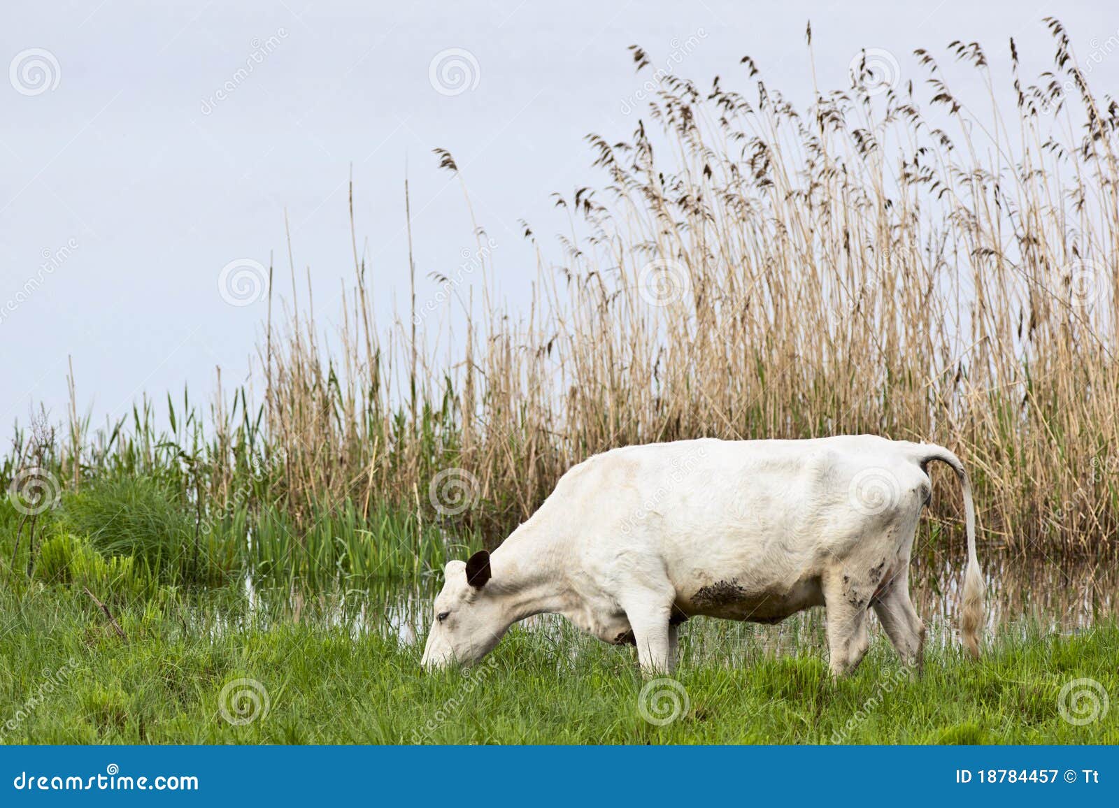Cows graze stock image. Image of agriculture, edge, animals - 18784457
