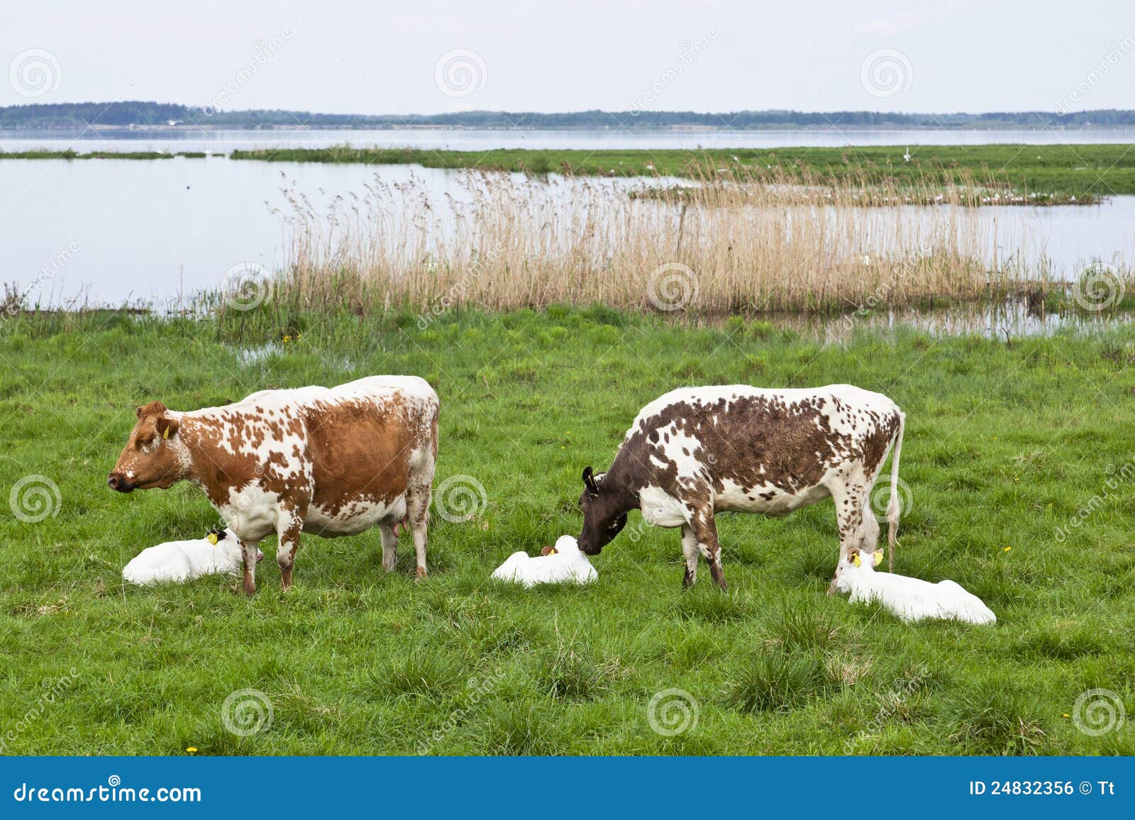 Cows graze stock photo. Image of mammal, grassland, cows - 24832356