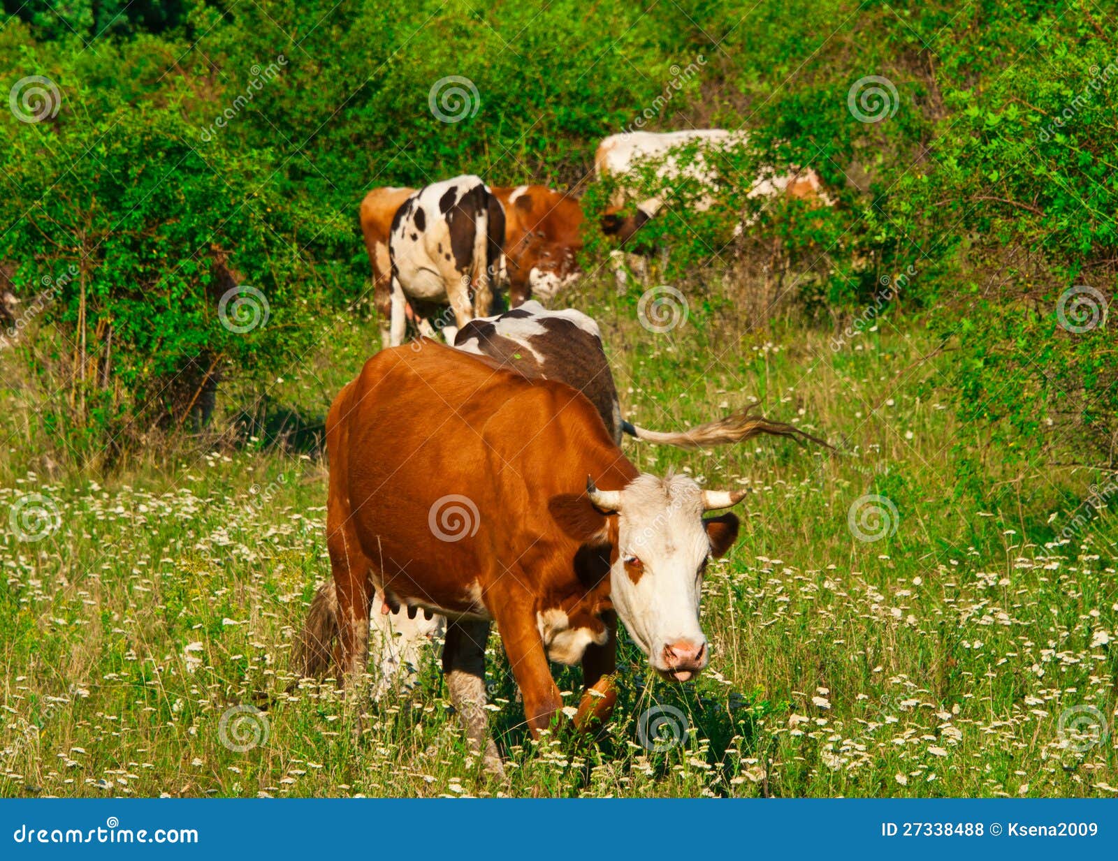 Cows graze stock photo. Image of land, dairy, bovine - 27338488