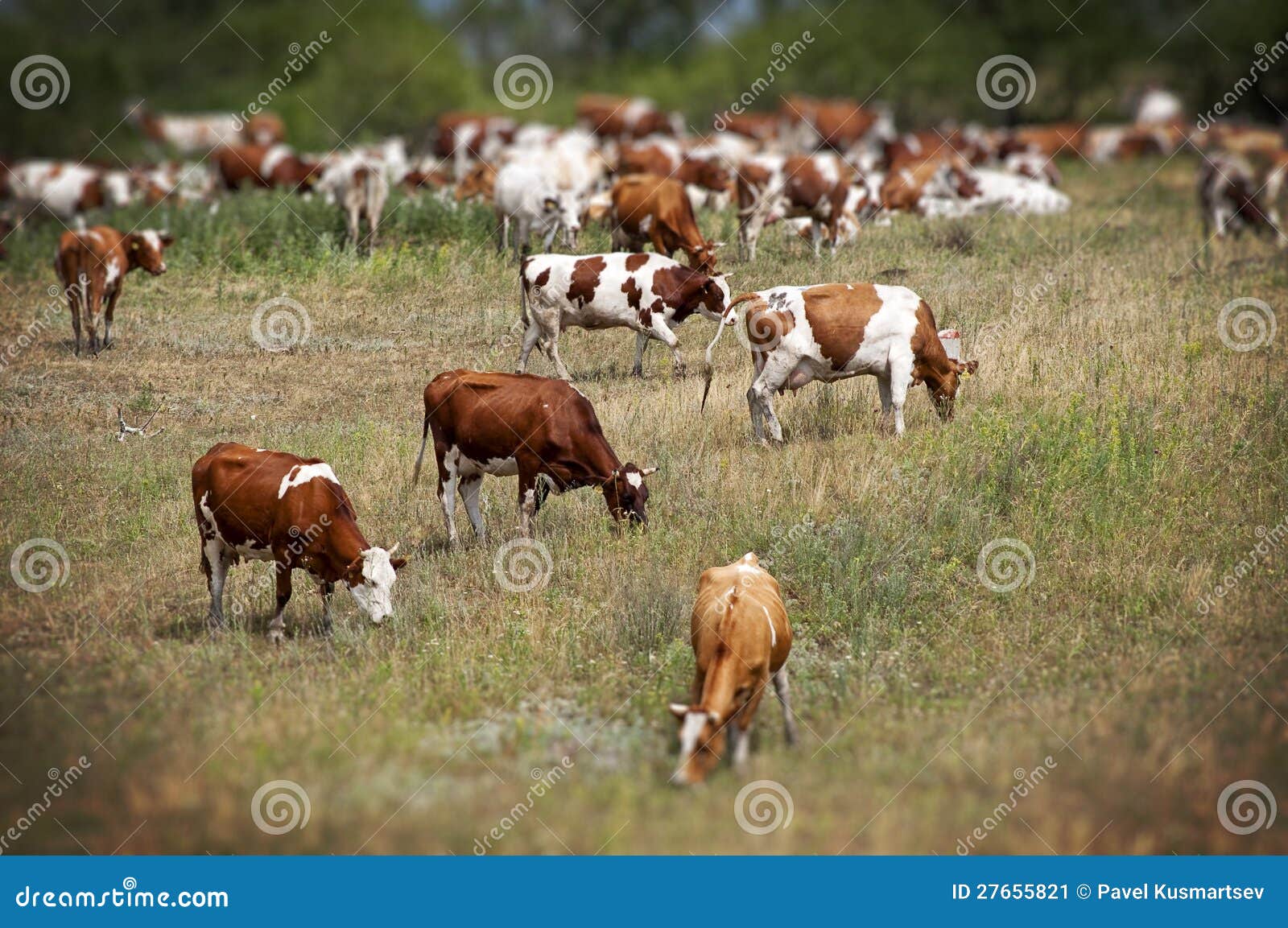Cows graze stock image. Image of green, head, grazing - 27655821