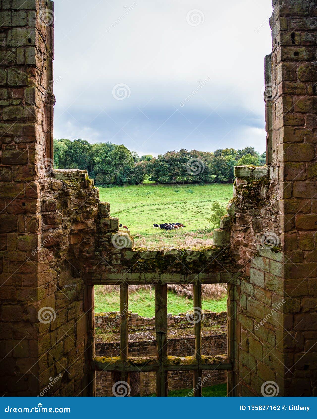 Cows Graze in the Countryside Seen through Ancient Medieval Structure ...