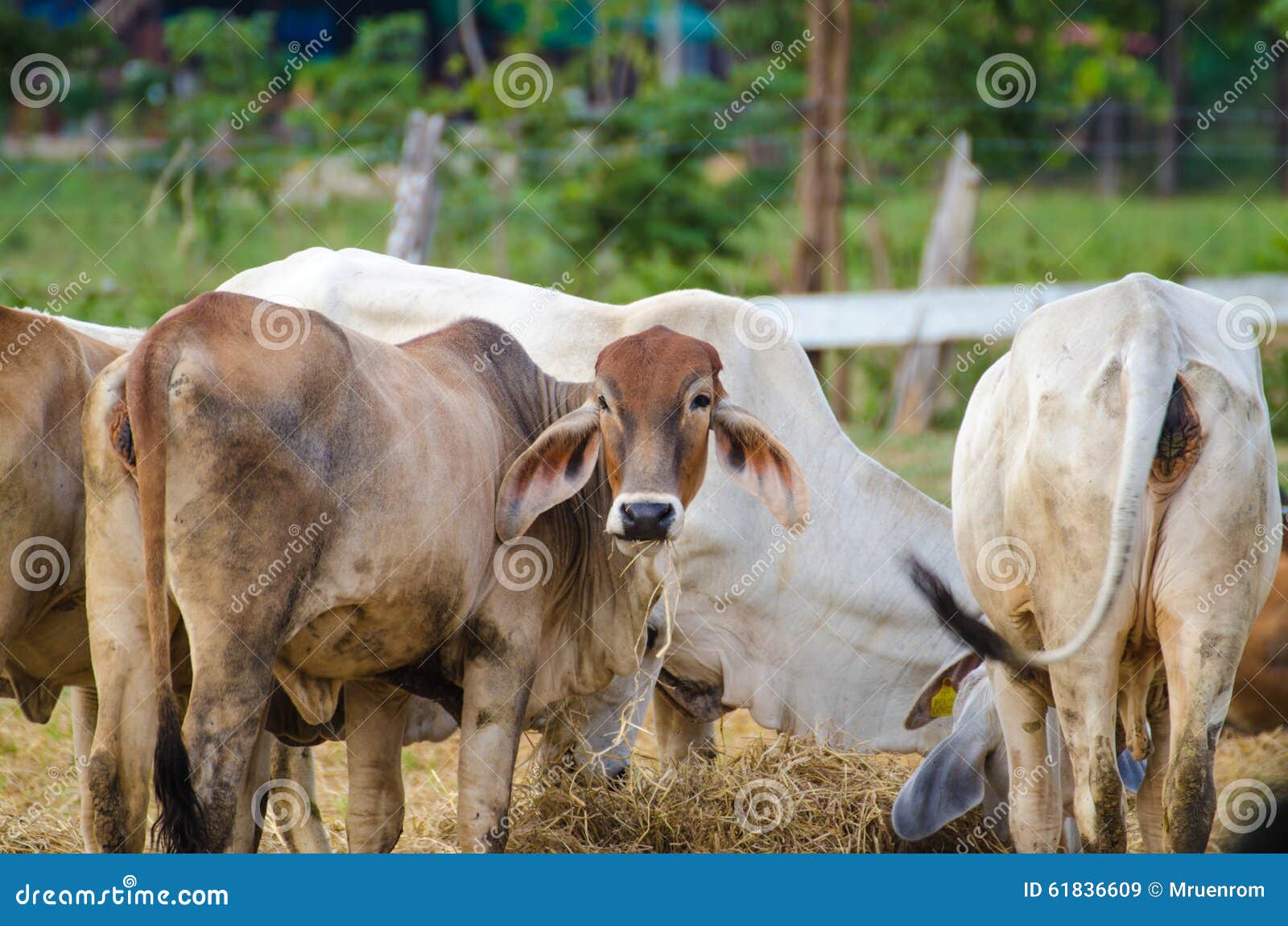 Cows graze on a farm stock image. Image of mammals, cattle - 61836609