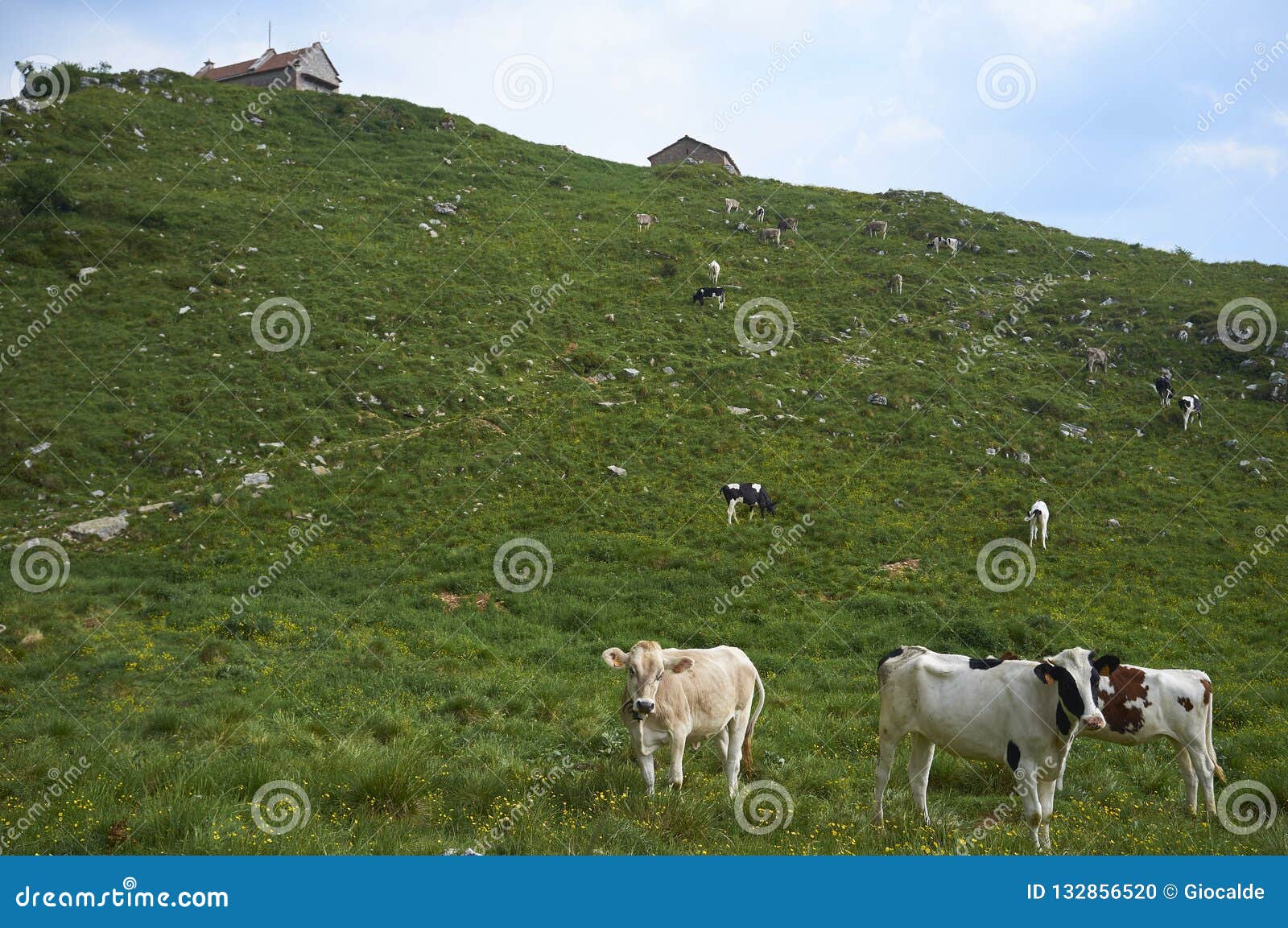 Cows graze in a field stock photo. Image of brown, grazing - 132856520
