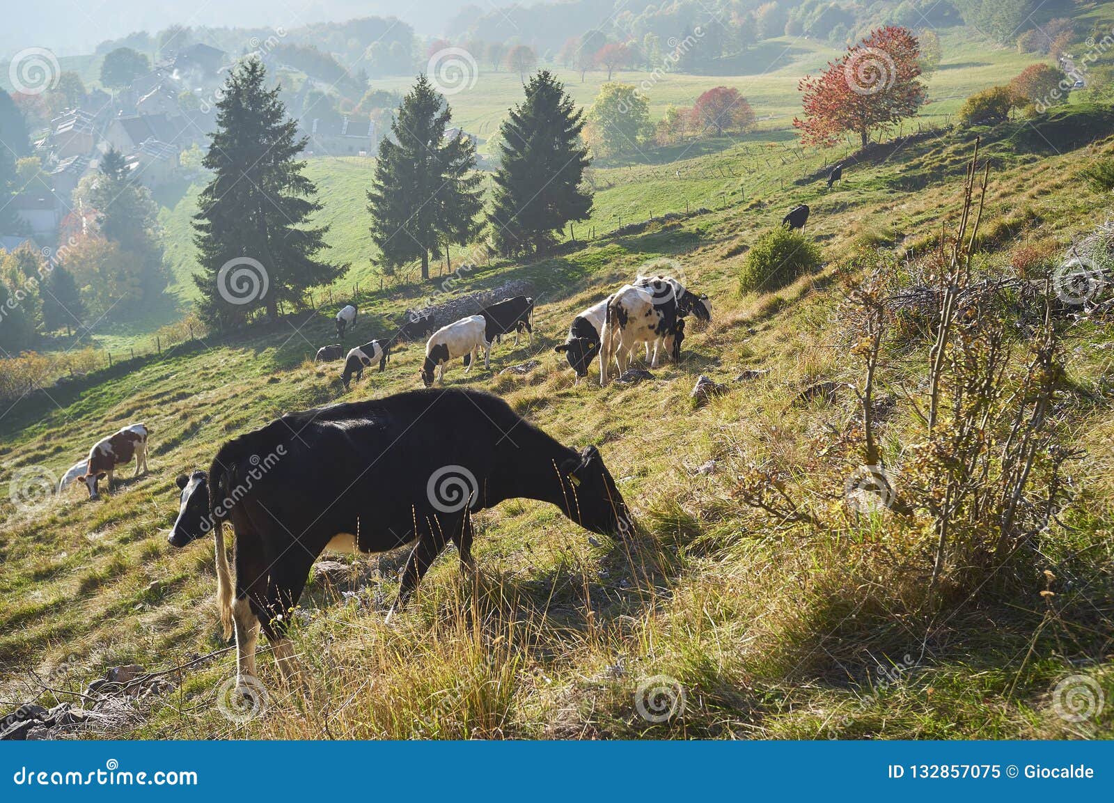 Cows graze in a field stock image. Image of field, eating - 132857075