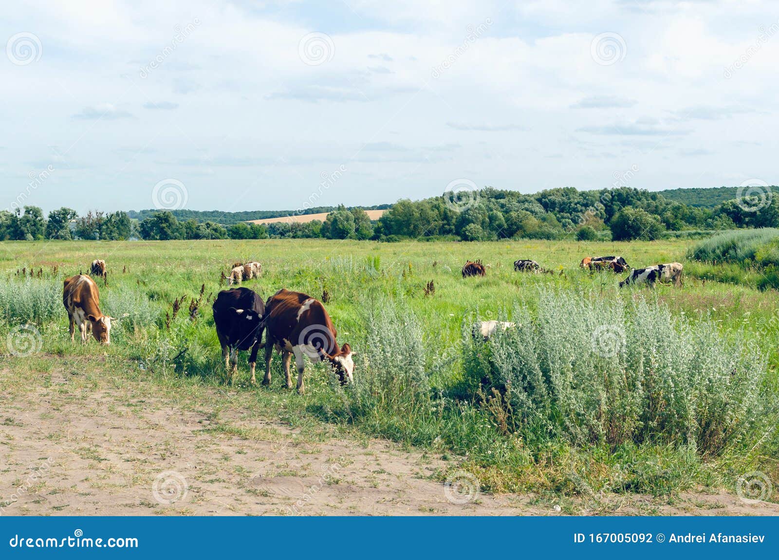 Cows Graze in a Field on Green Grass Stock Photo - Image of grassland ...