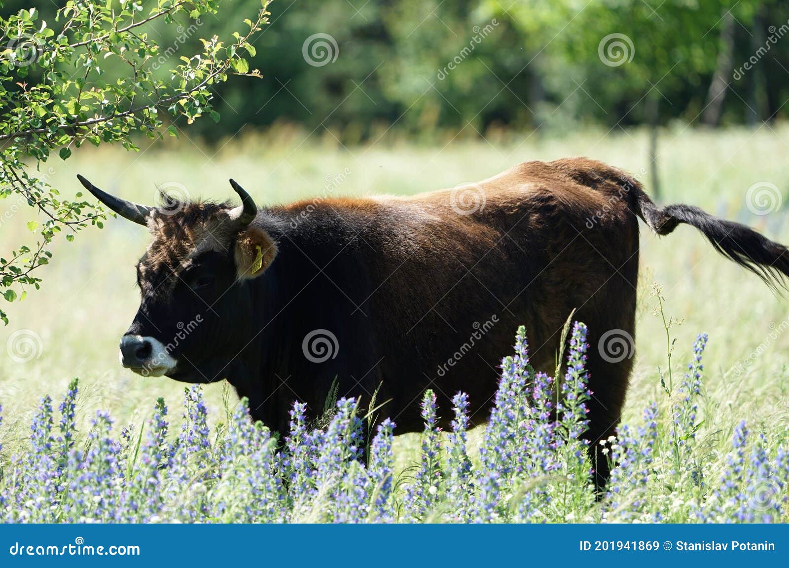 Thoroughbred Cows on Vacation Stock Image - Image of creature, outdoor ...