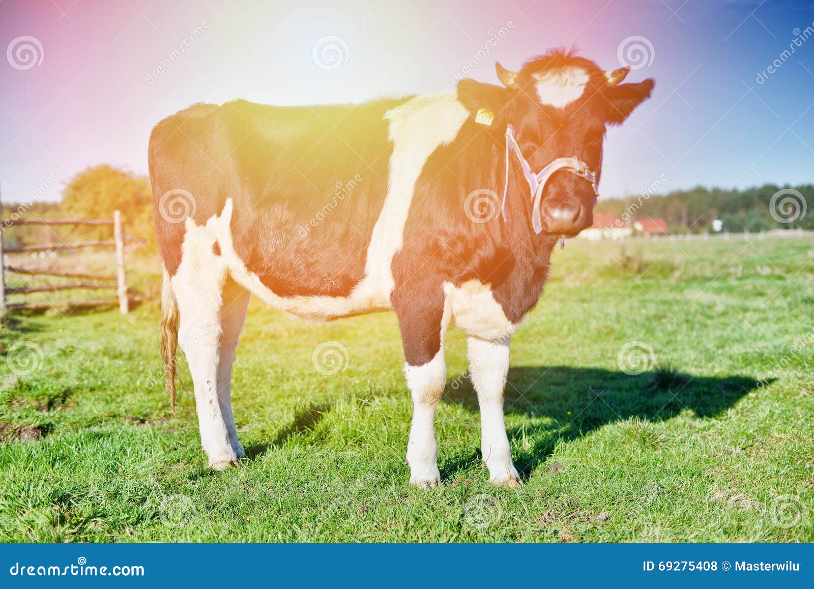 Cows Graze on the Green Meadow Stock Photo - Image of head, herd: 69275408