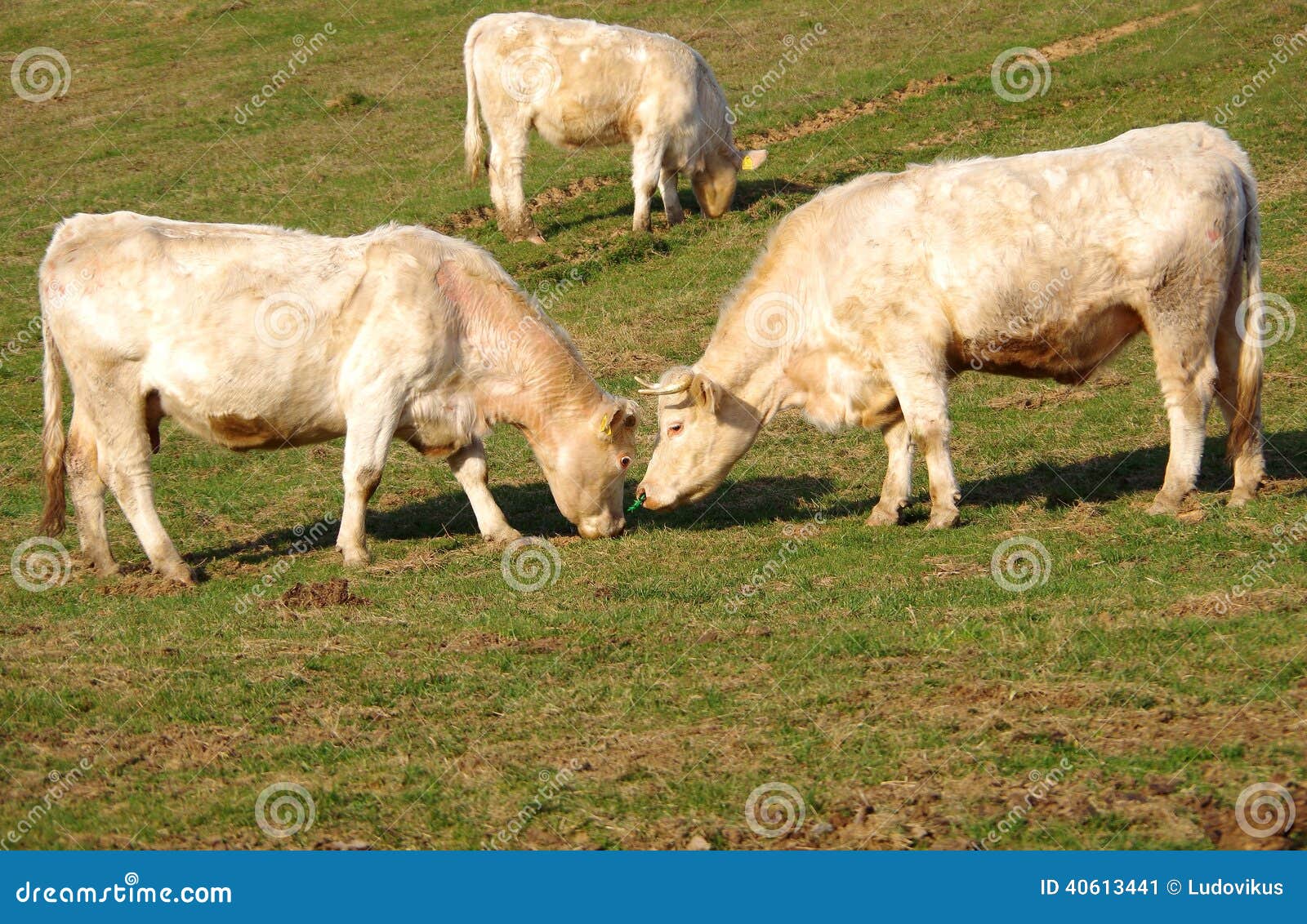 Cows Graze on a Green Meadow Stock Image - Image of milk, rural: 40613441