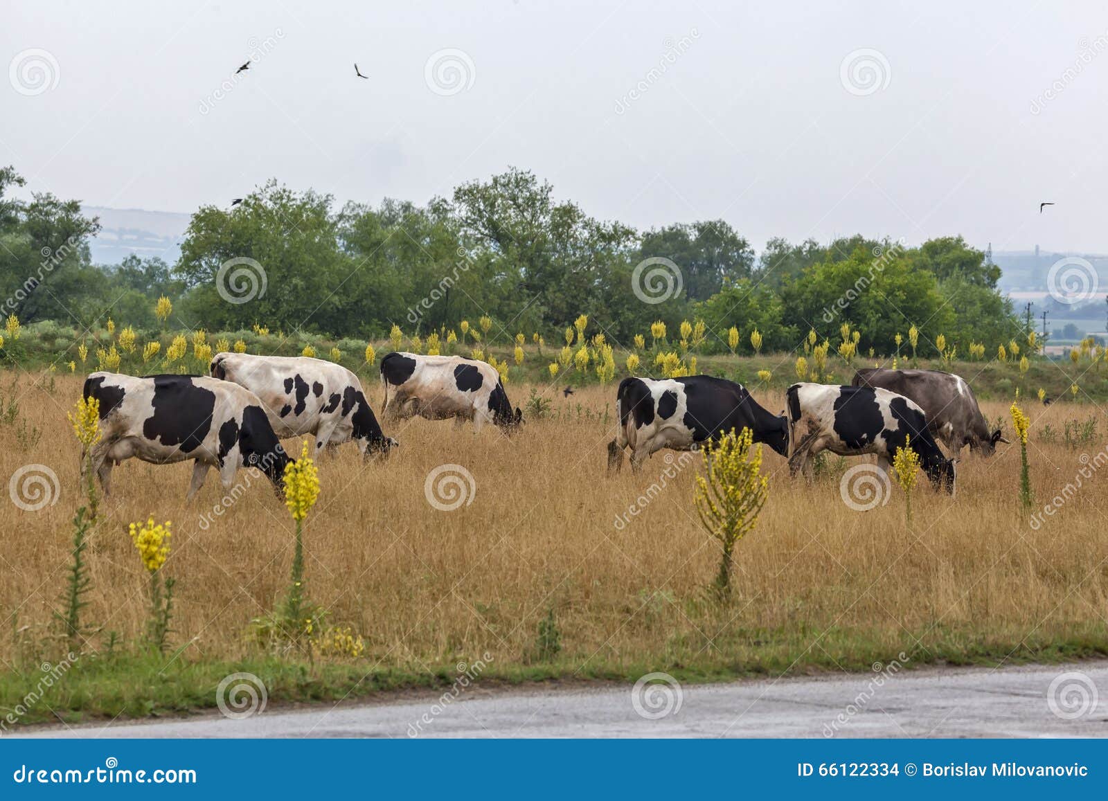 Cows graze in the meadow 2 stock photo. Image of cows - 66122334