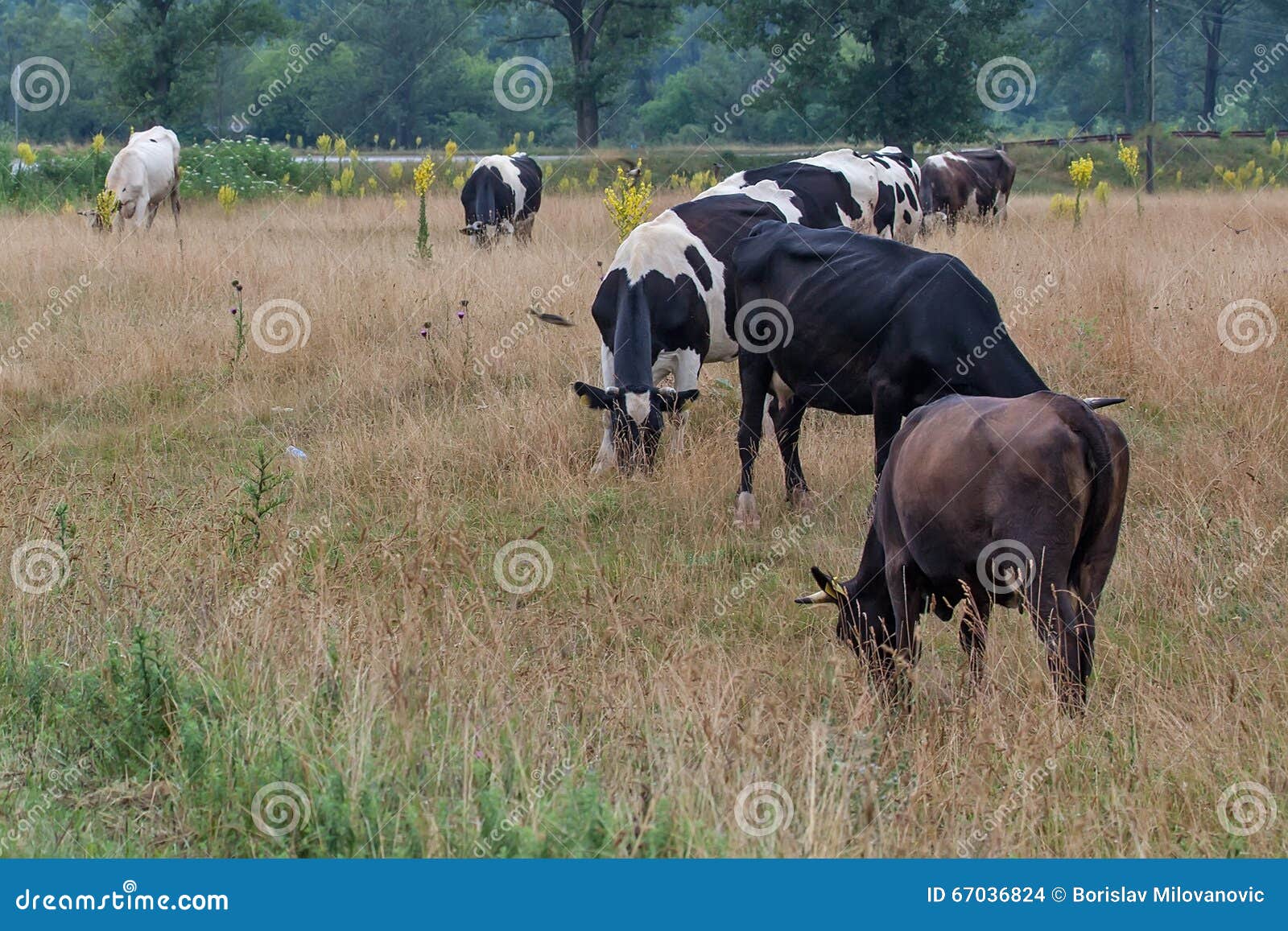 Cows graze in the meadow stock photo. Image of people - 67036824