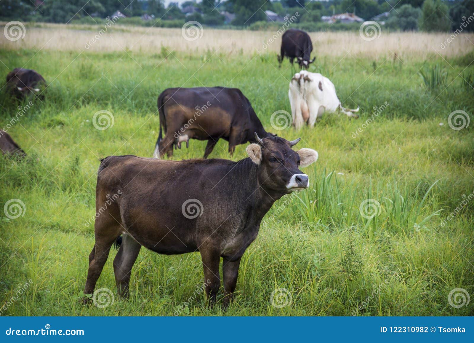 Cows graze in the meadow. stock photo. Image of beast - 122310982
