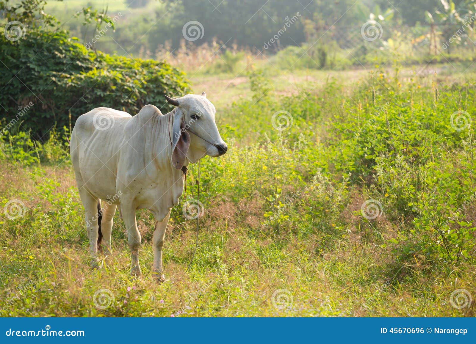 Cows graze stock photo. Image of life, agriculture, outdoors - 45670696