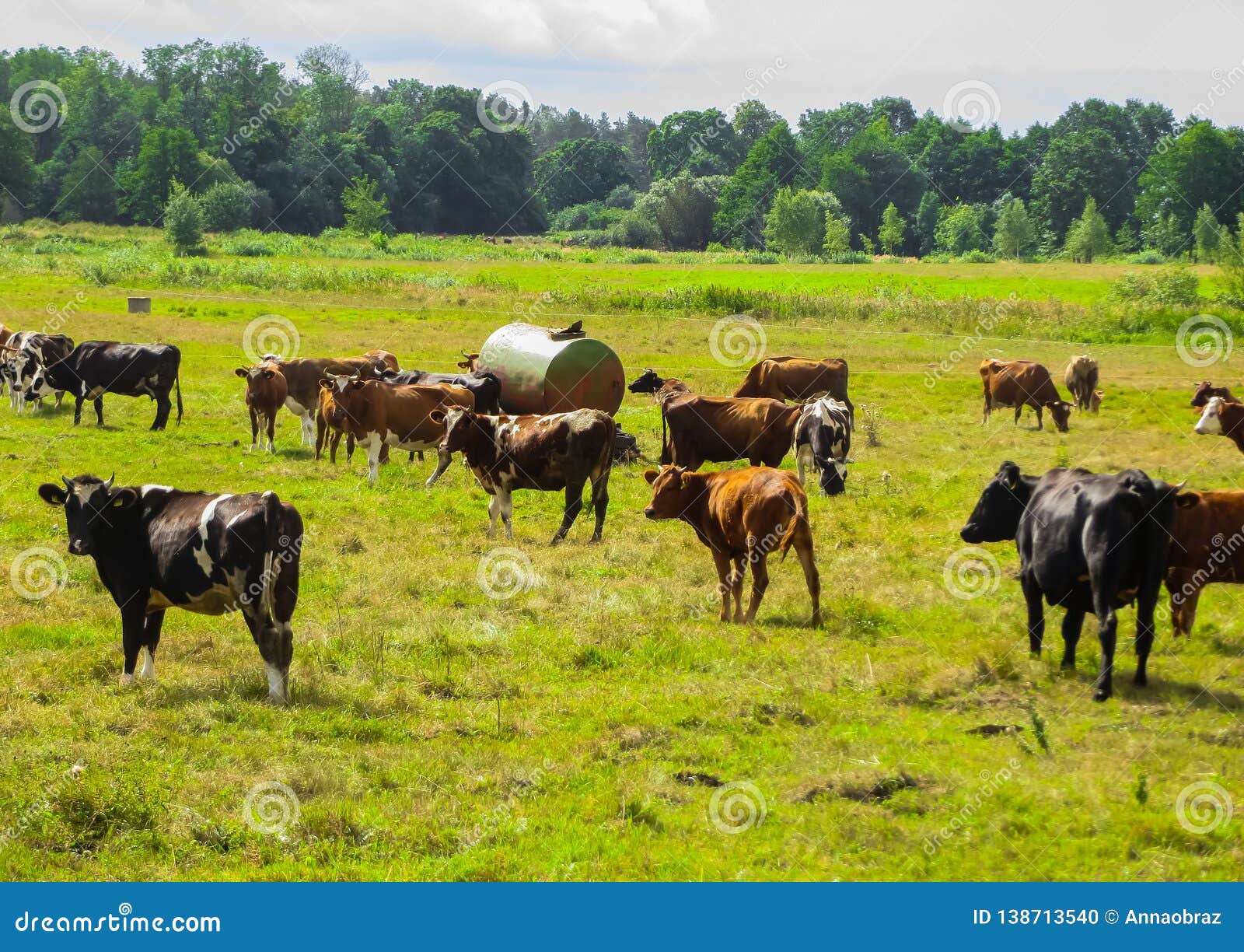 Cows Graze in Summer on a Field in the Village Stock Photo - Image of ...