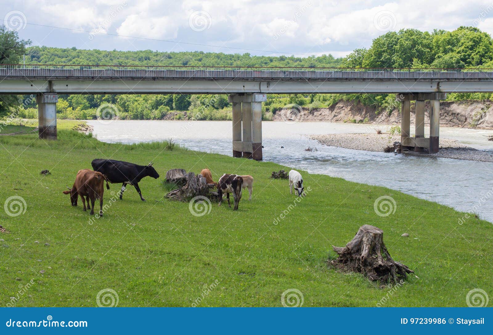 Cows Graze Under the Bridge Stock Photo - Image of heifer, calf: 97239986