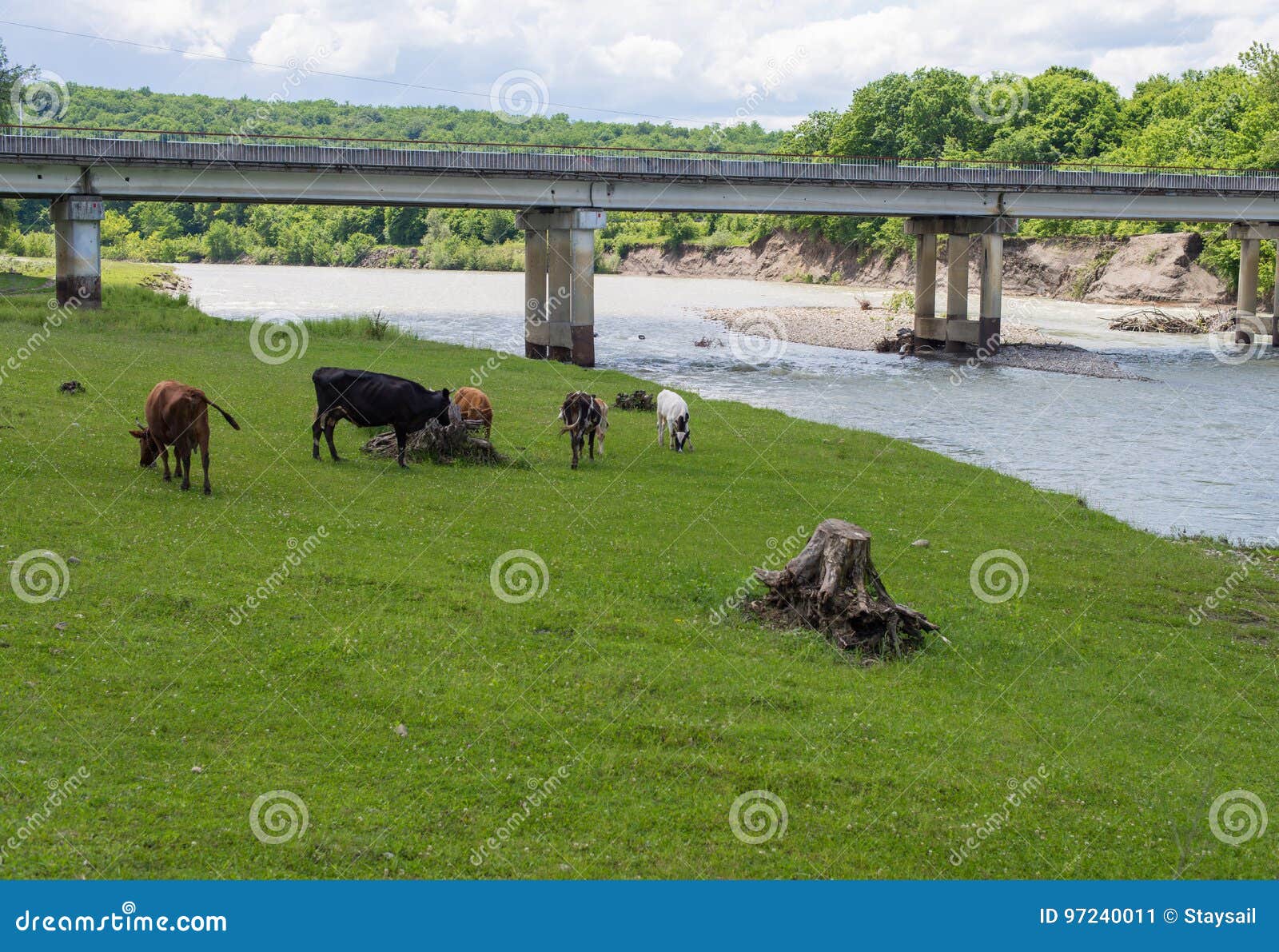 Cows Graze Under the Bridge Stock Image - Image of animal, oxen: 97240011