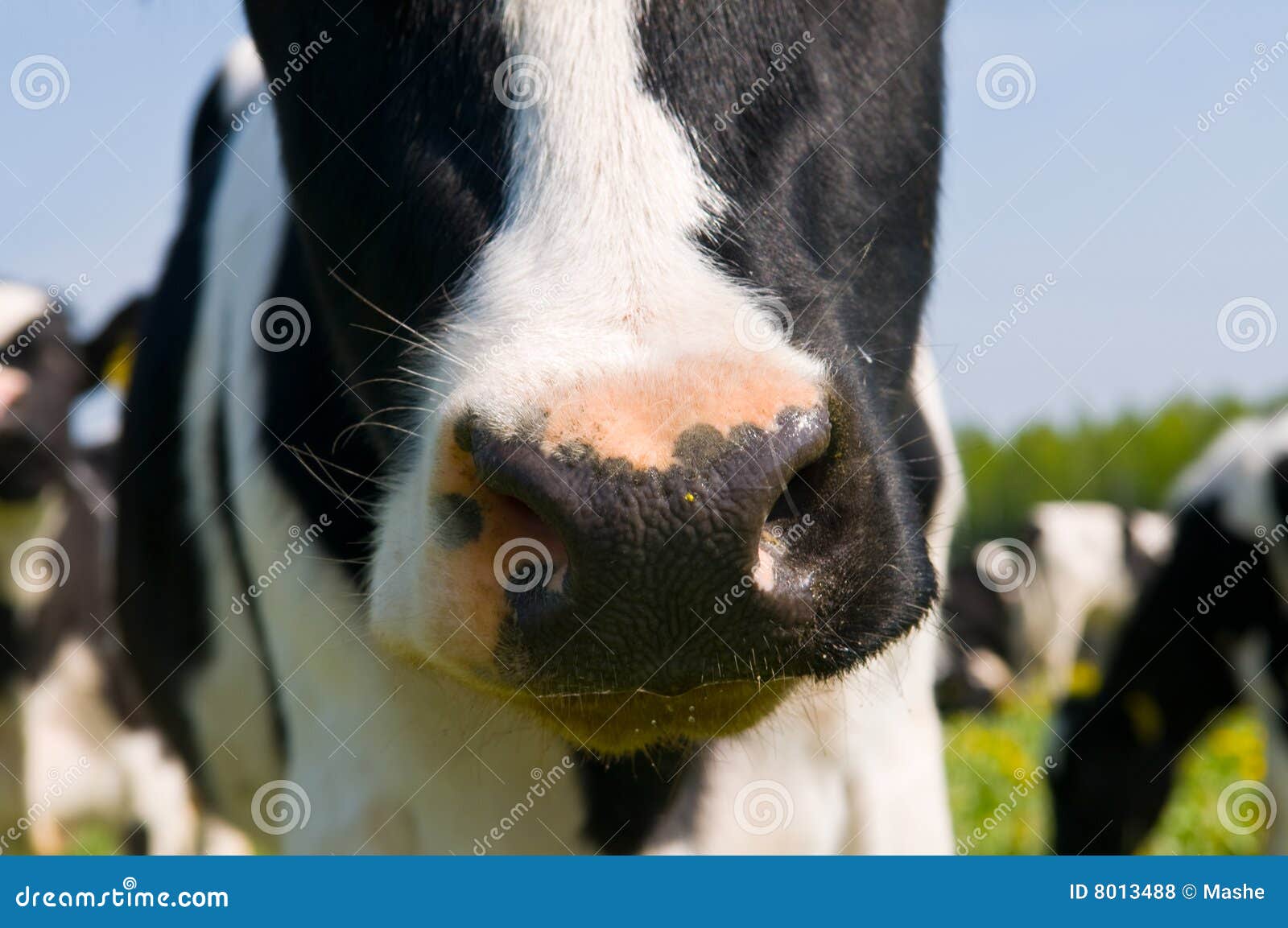 Cows are grazed stock photo. Image of field, land, cowhide - 8013488
