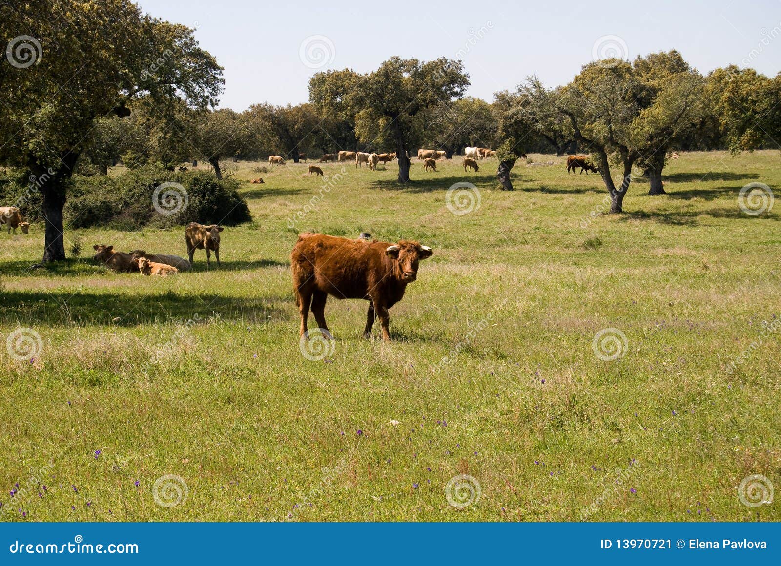 Cows grazed on a meadow stock image. Image of rural, animal - 13970721