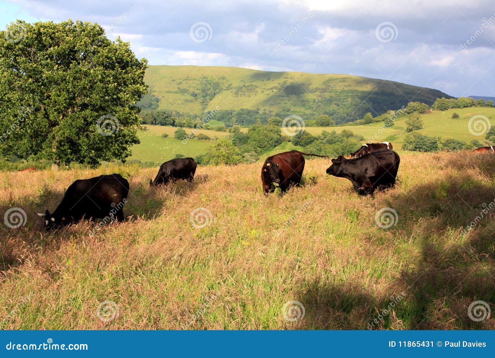 Cows Grazing stock image. Image of field, cows, grazing - 11865431
