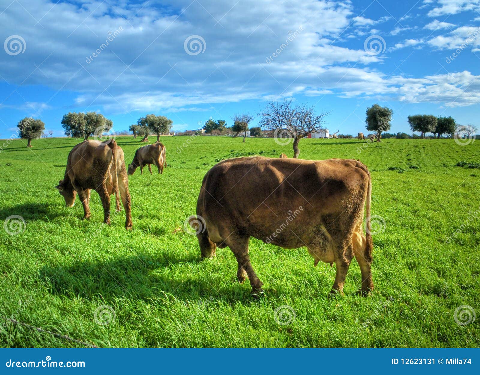 Cows grazing. stock image. Image of gravy, meatball, horn - 12623131