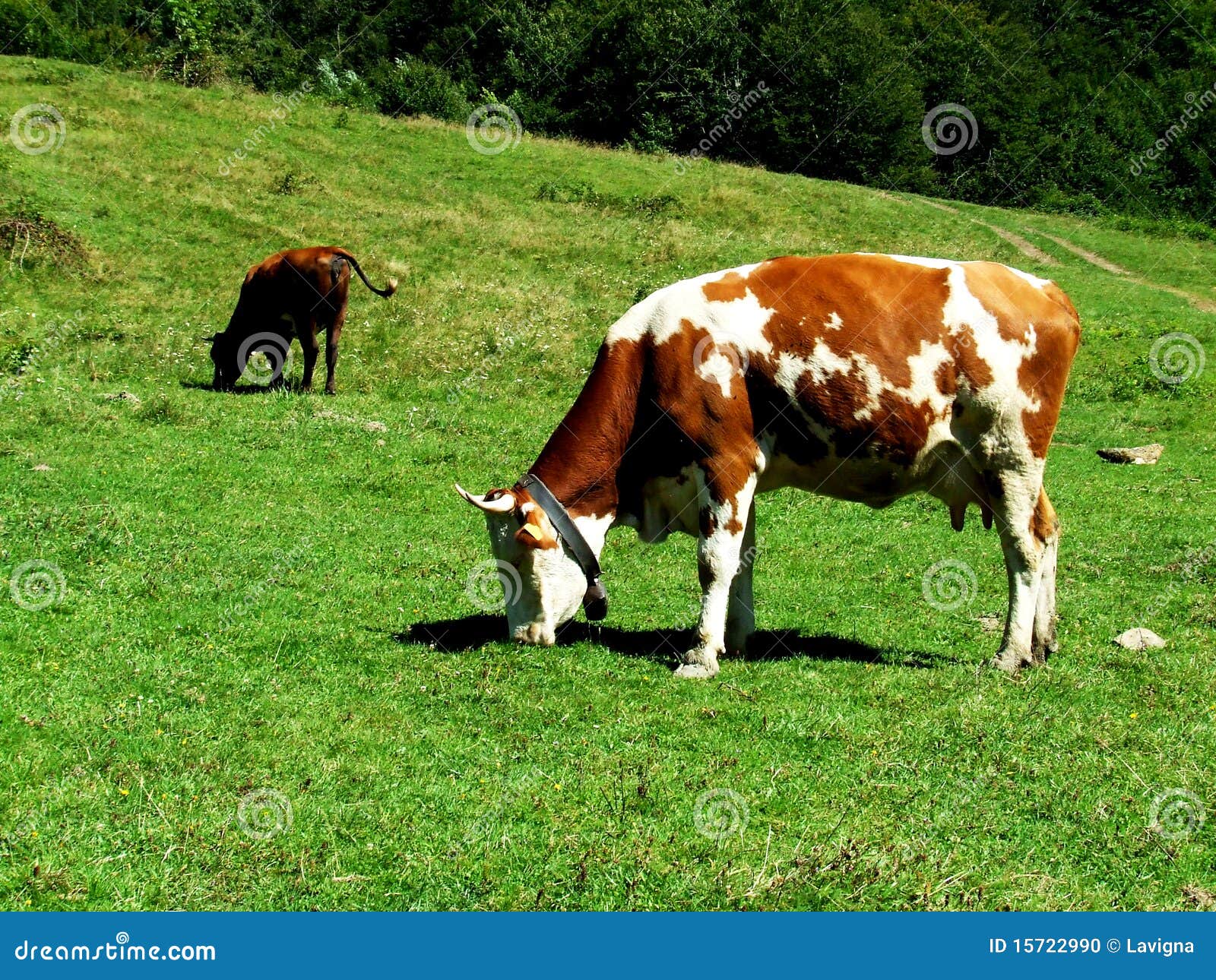 Cows grazing stock photo. Image of rest, white, dairy - 15722990