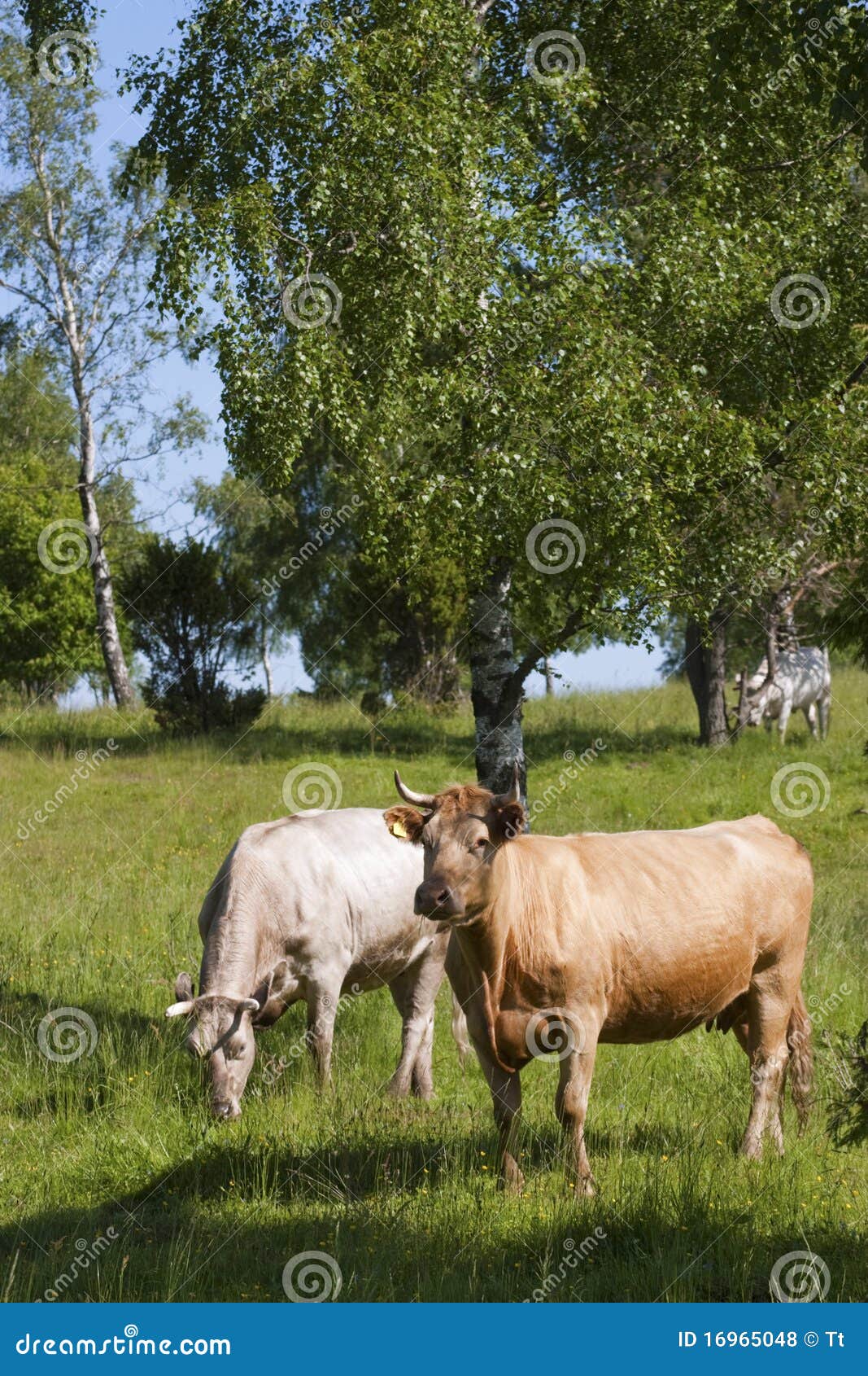 Cows grazing stock photo. Image of cows, animal, livestock - 16965048