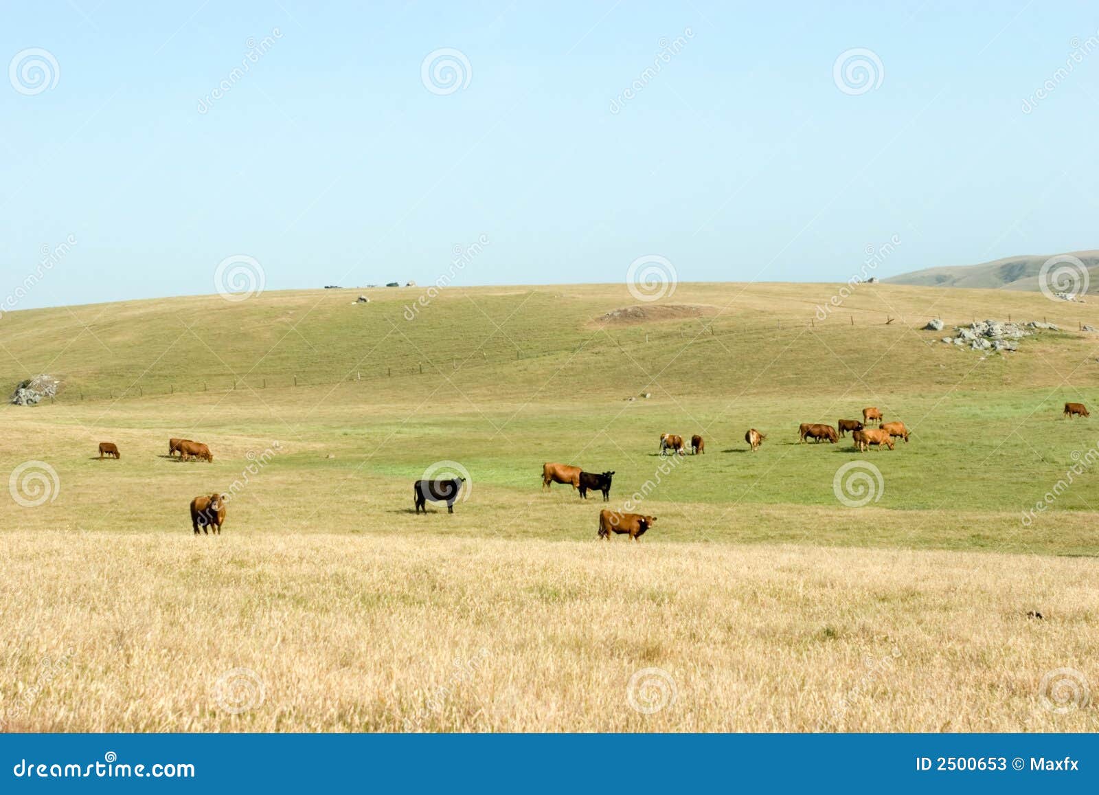 Cows grazing stock image. Image of green, ranch, feed - 2500653