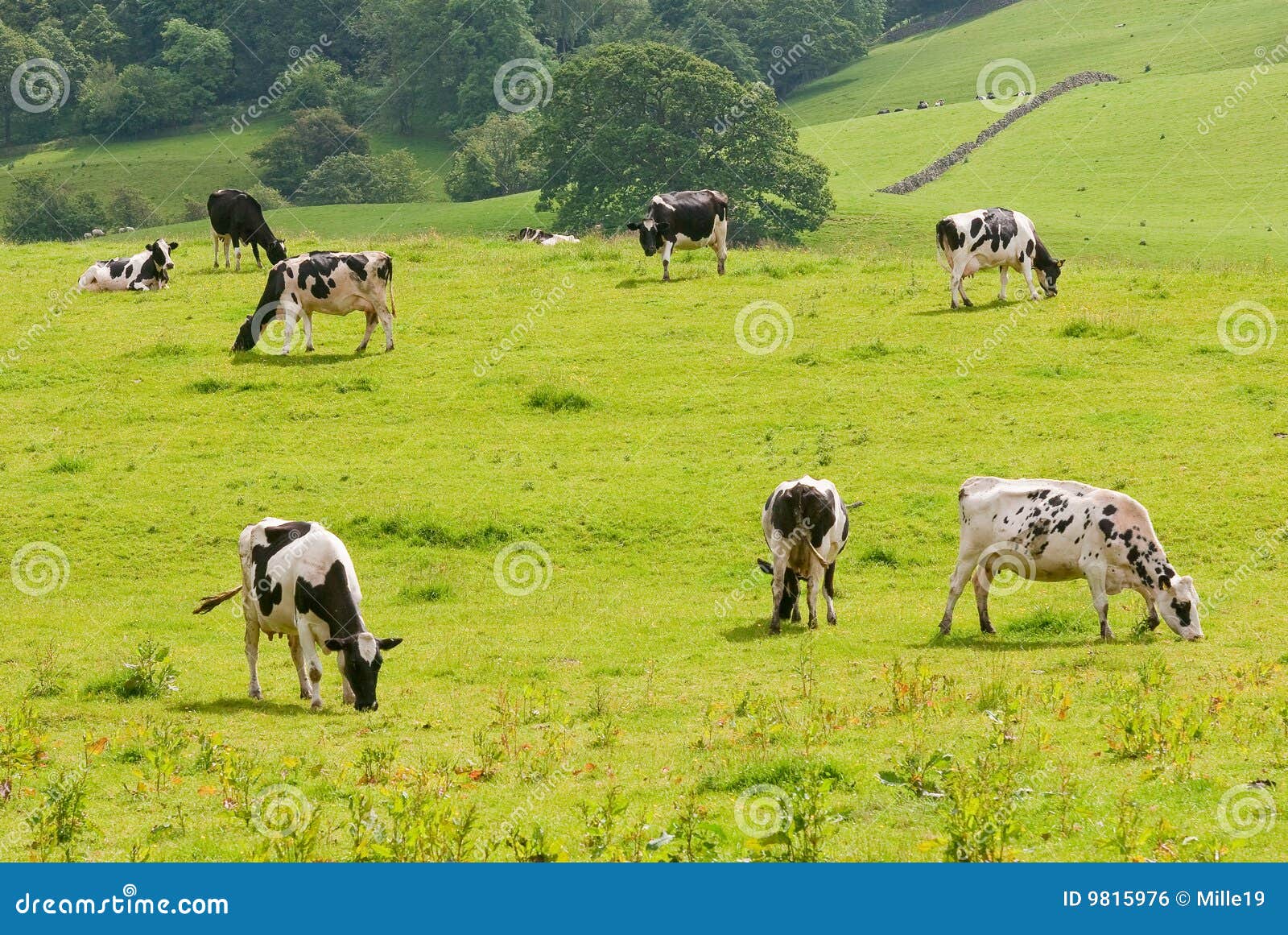 Cows grazing stock photo. Image of summer, british, farm - 9815976