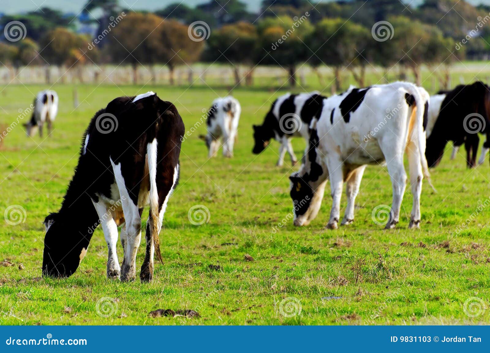 Cows grazing stock image. Image of farm, cattle, feed - 9831103