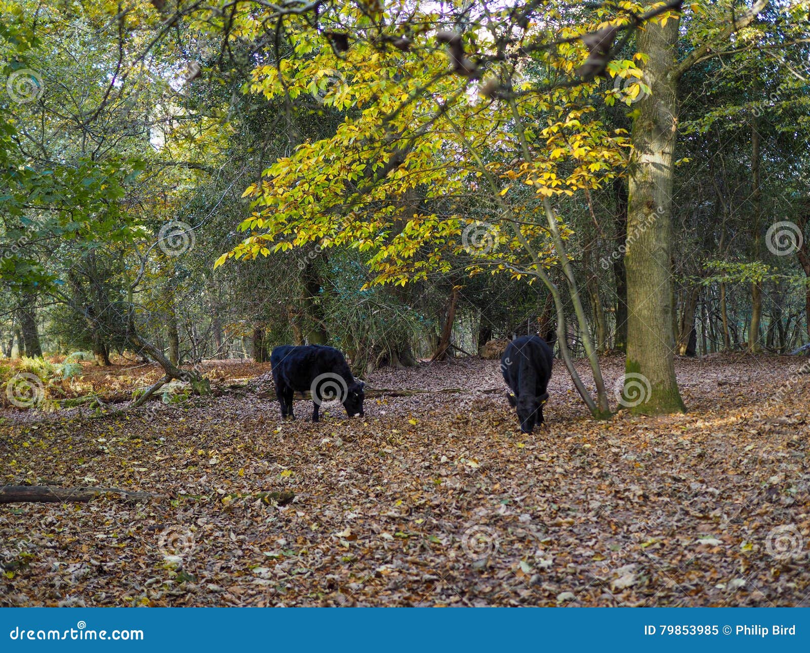 Cows Grazing for Acorns stock image. Image of cows, grazing - 79853985