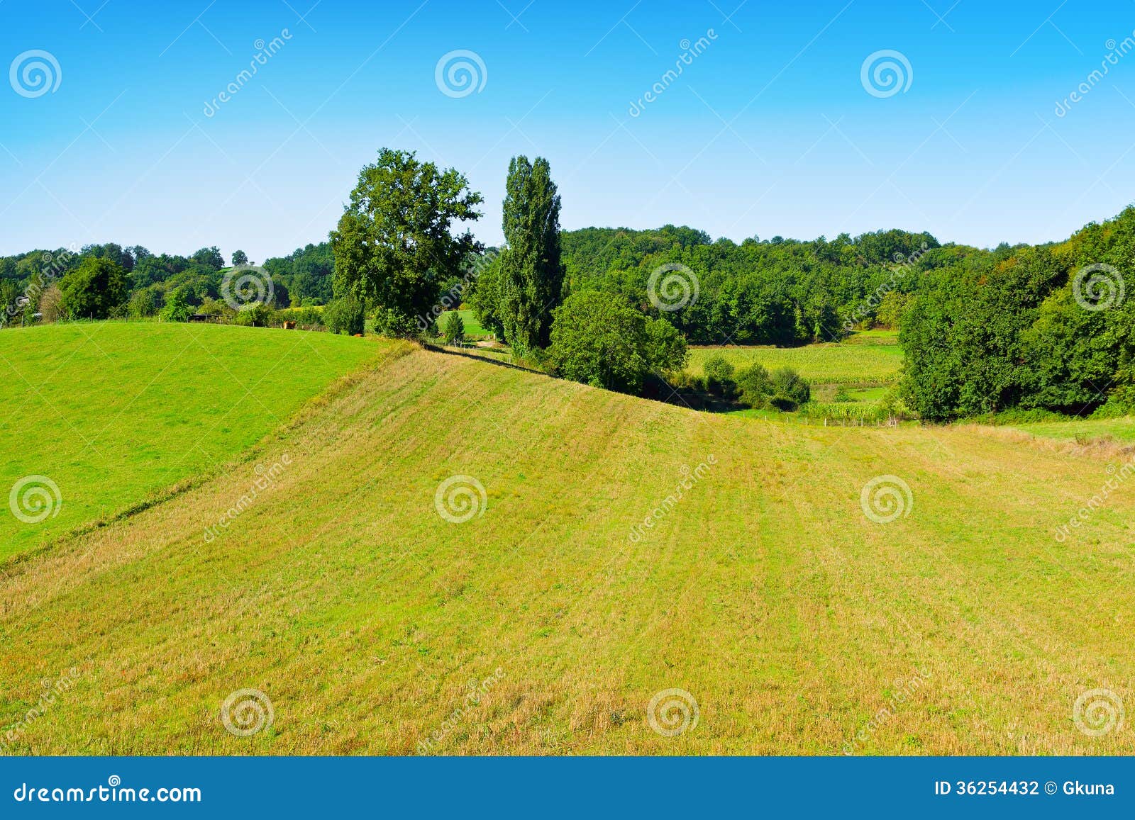 Cows stock photo. Image of french, agriculture, landscape - 36254432