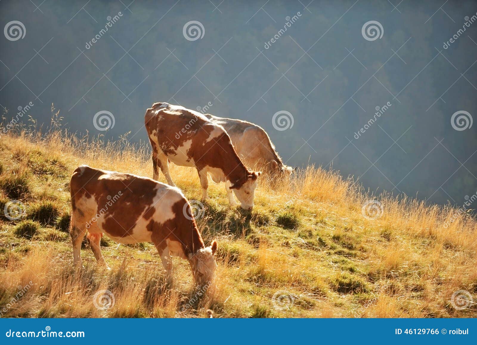 Cows Grazing in Autumn Scenery Stock Photo - Image of eating, high ...