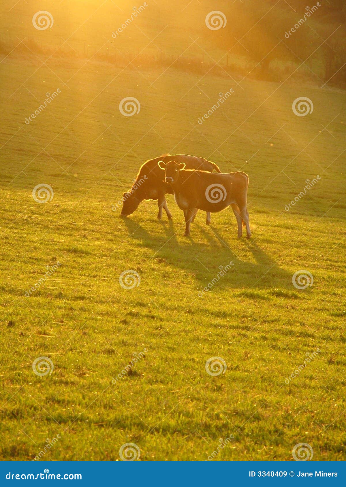 Cows grazing in autumn sun stock image. Image of light - 3340409