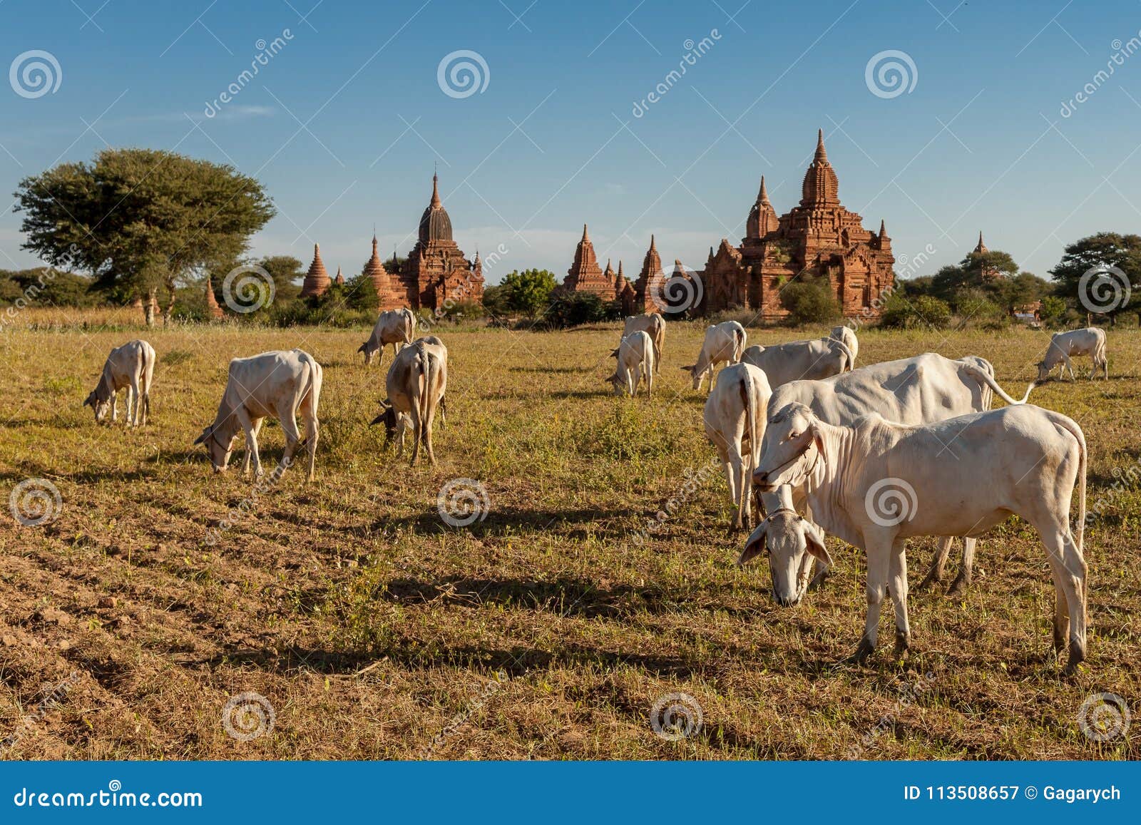 Cows Grazing among Bagan Temples in Myanmar. Stock Image - Image of ...