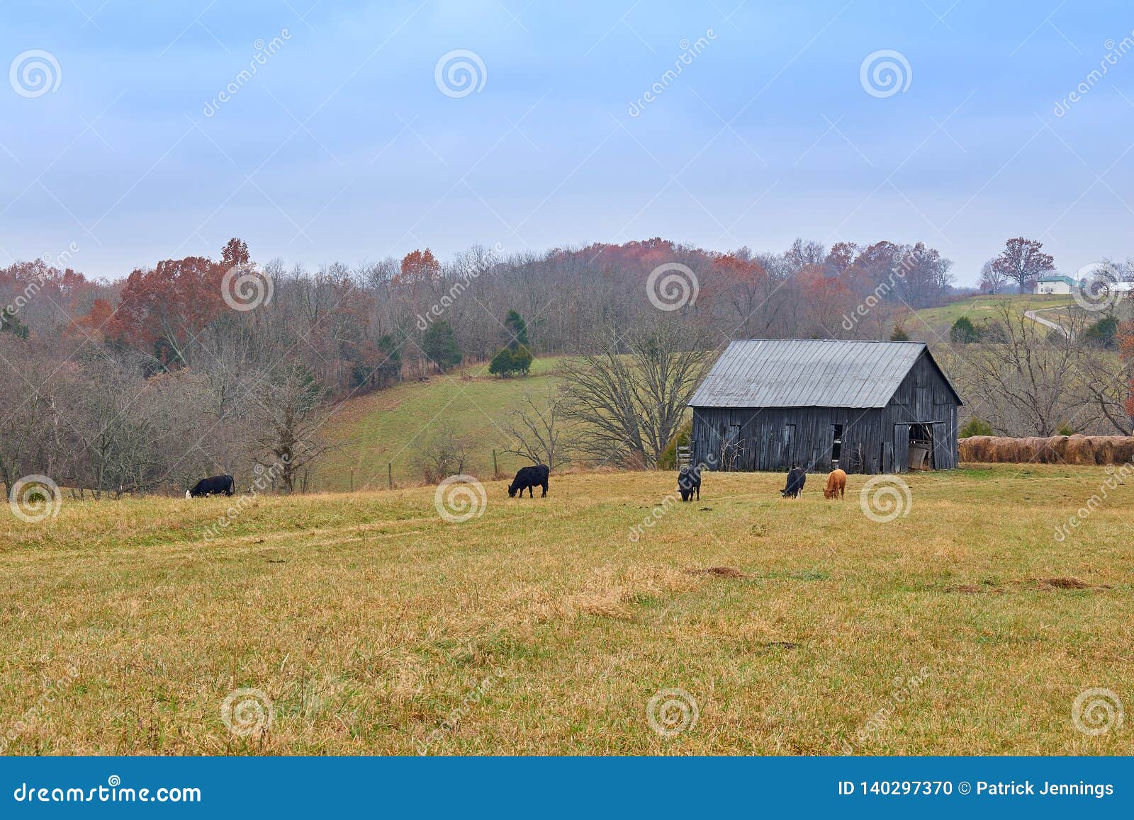 Cows Grazing with Barn stock photo. Image of calf, kentucky - 140297370