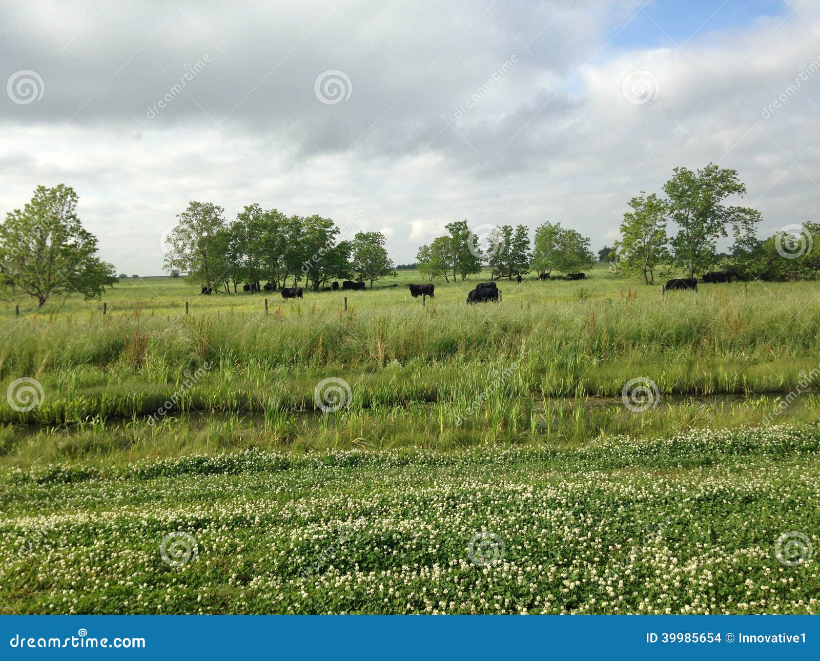 Cows Grazing in a Beautiful Pasture Stock Photo - Image of fence ...