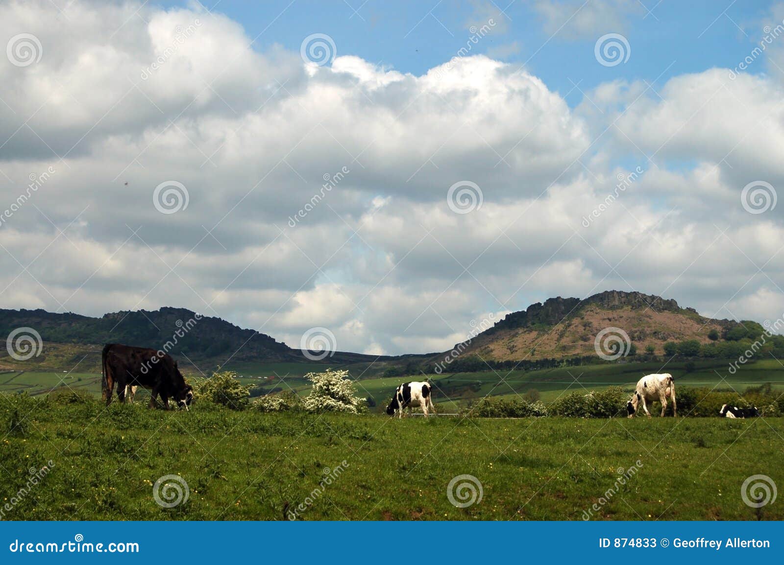 Cows Grazing In Countryside Stock Image - Image of rural, hills: 874833