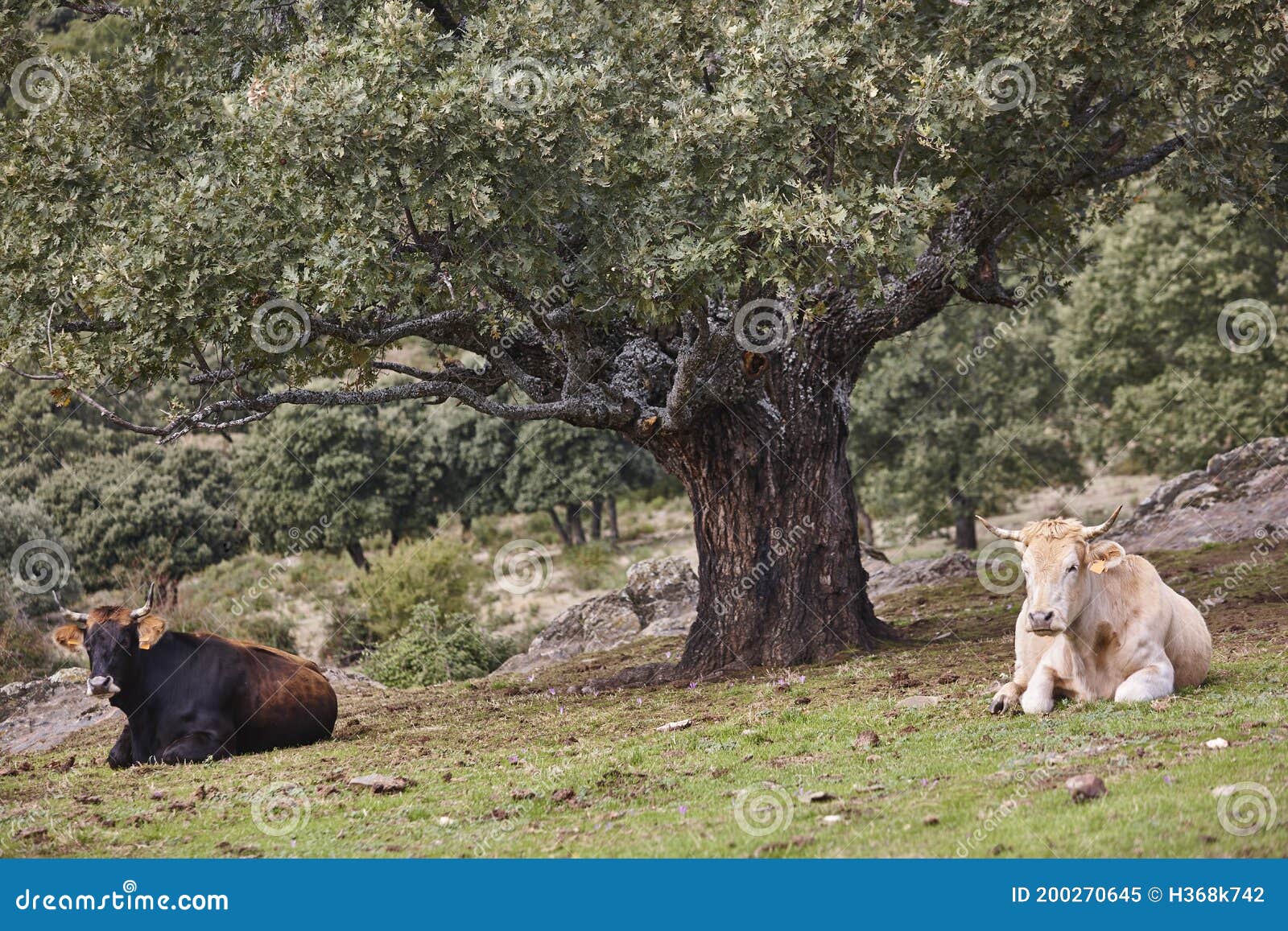 Cows Grazing in the Countryside Under an Oak Tree. Cattle Stock Image ...
