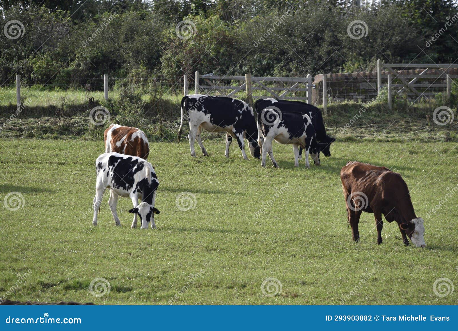Cows grazing stock photo. Image of grass, nature, enjoying - 293903882