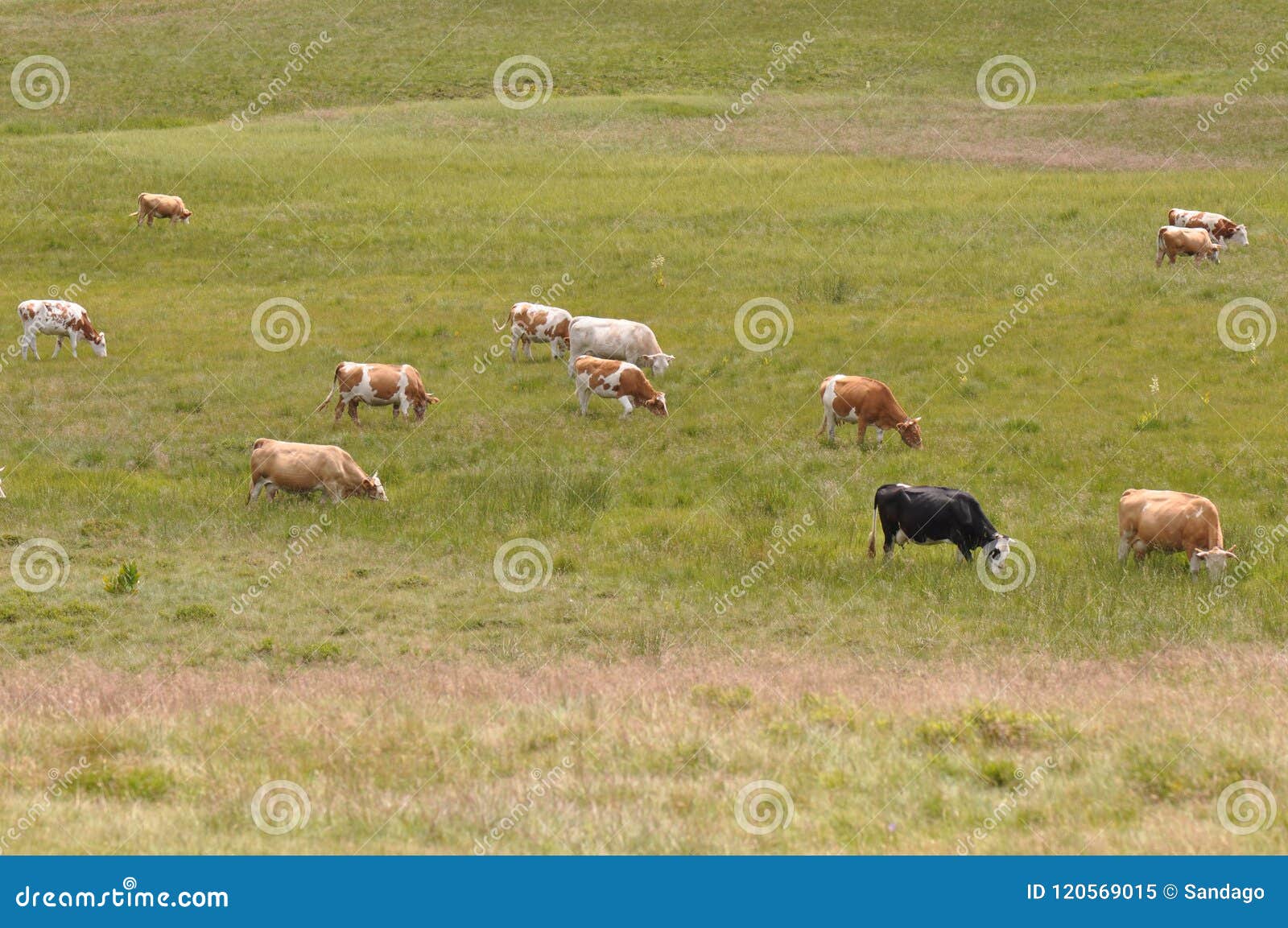 Cows grazing stock image. Image of cattle, food, countryside - 120569015